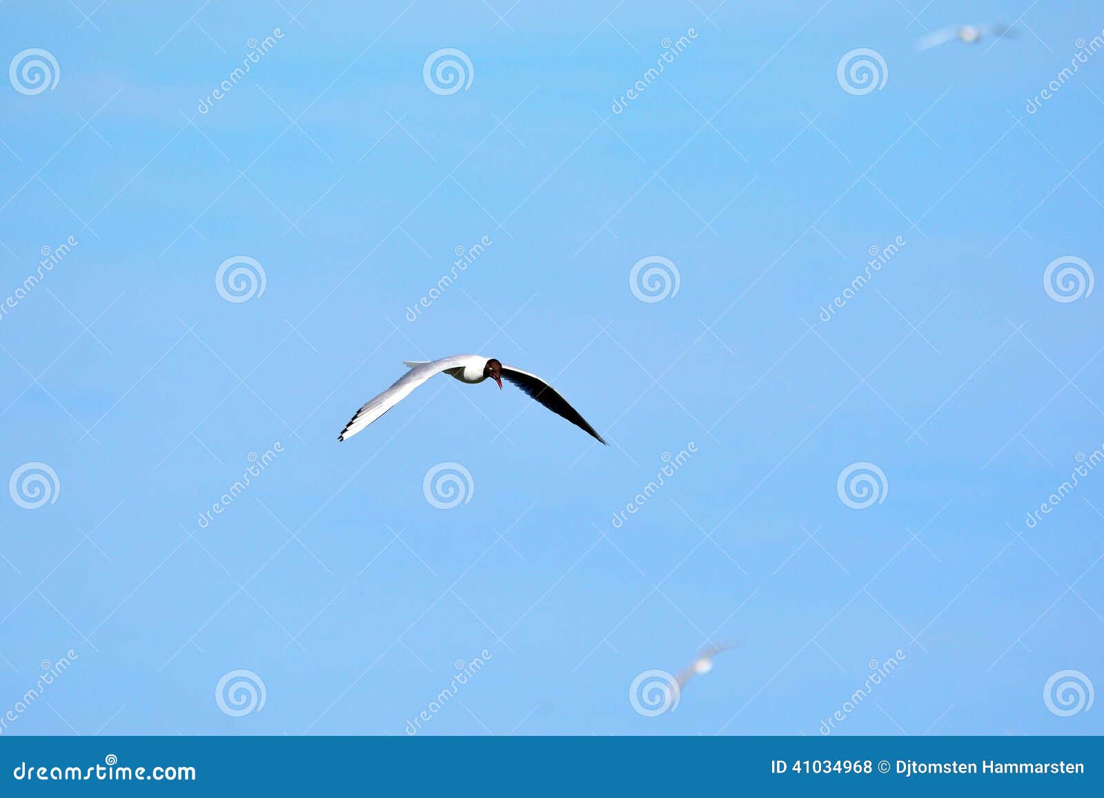 Gull nesting stock photo. Image of seagull, nesting, soar - 41034968