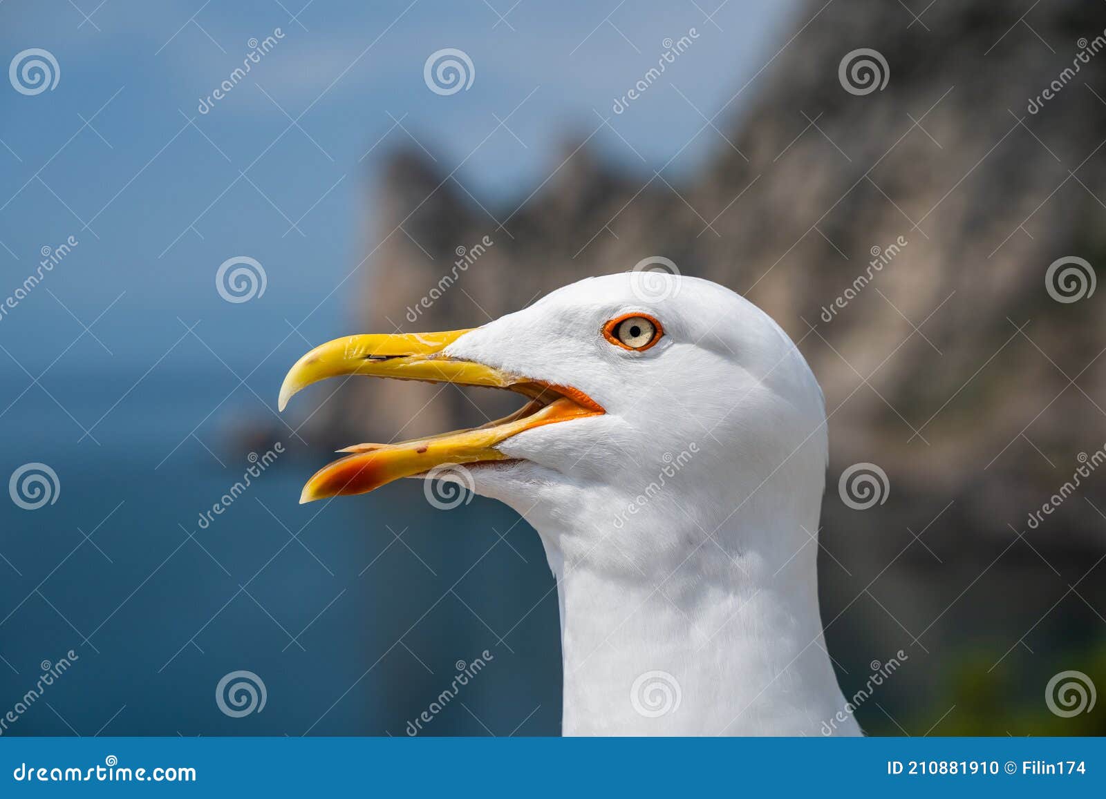 Gull Open Mouth Screaming. Head Shot Close Up Gull Stock Photo - Image ...