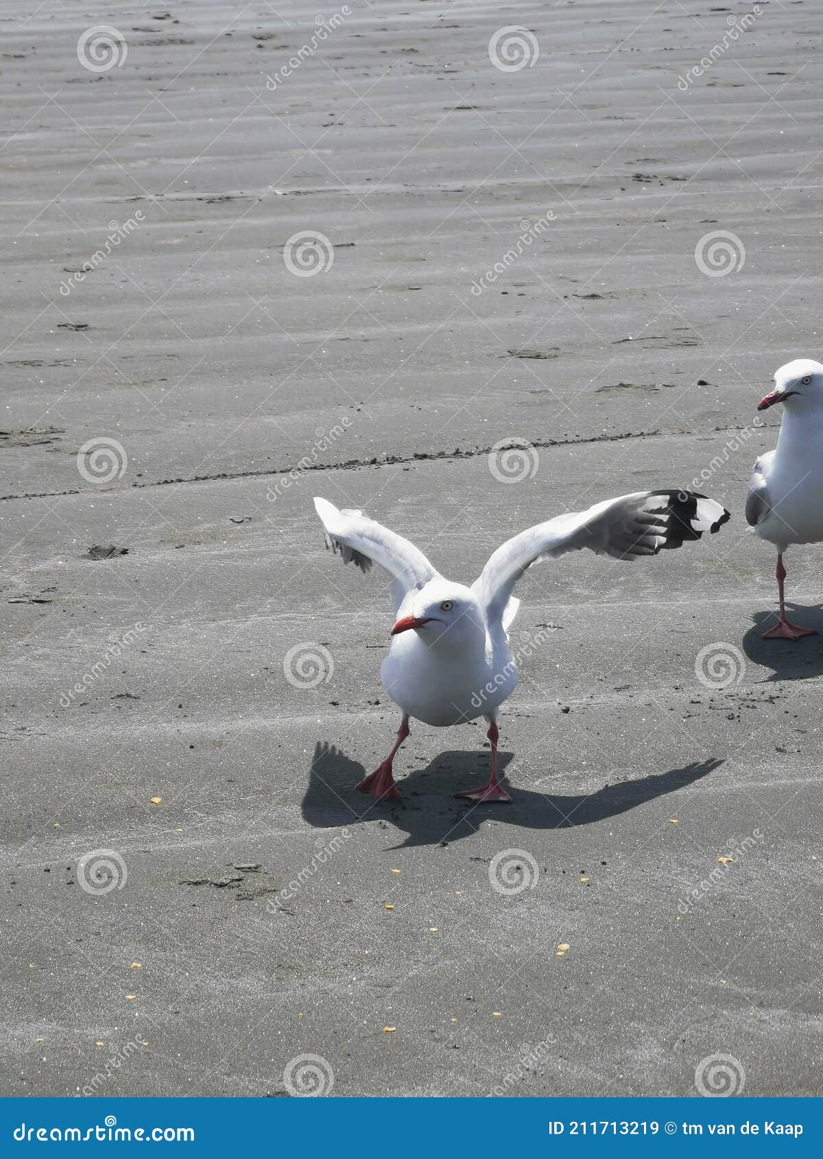 Gull Open Wings Ready To Fly Stock Image - Image of gull, ready: 211713219