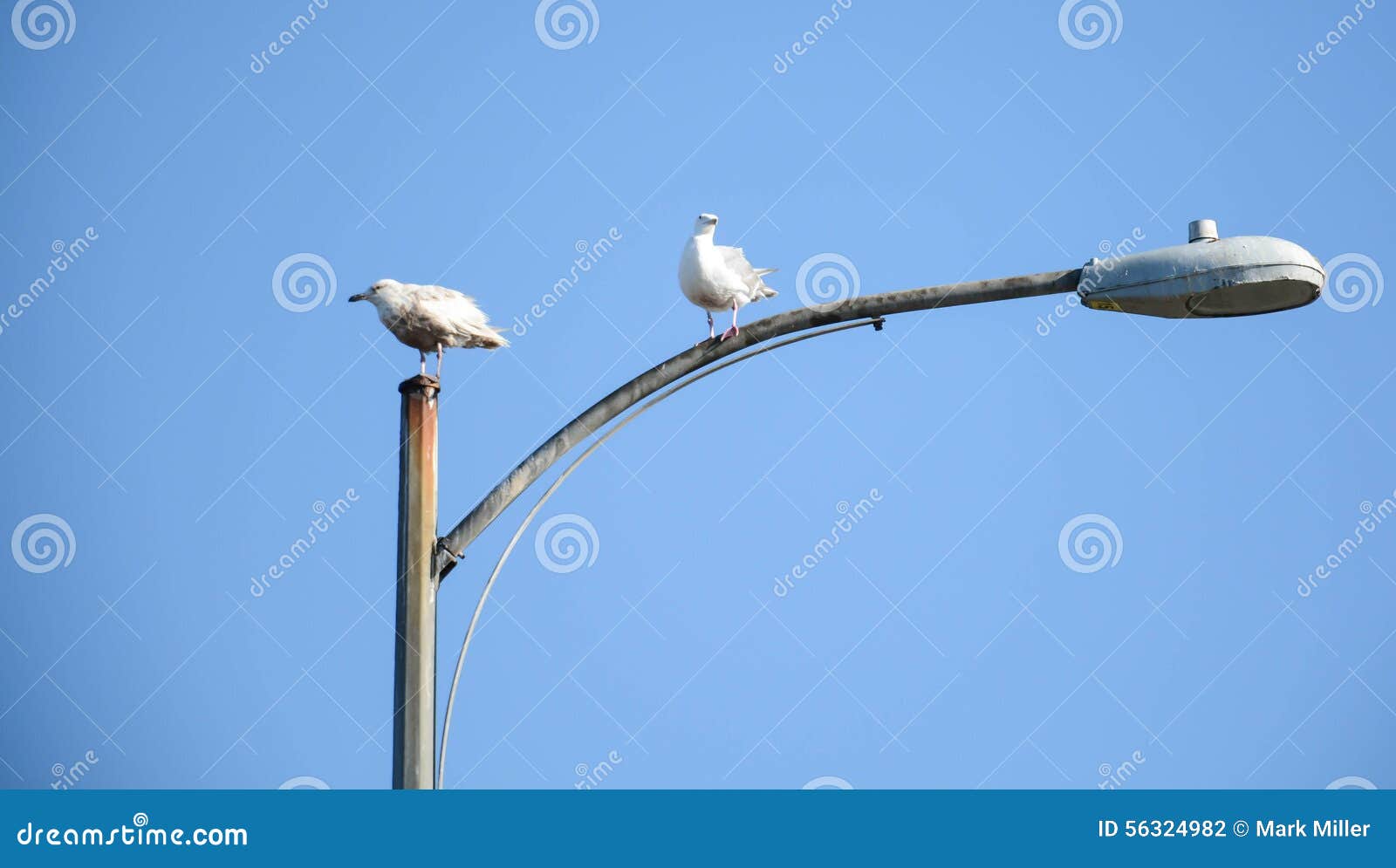 Gull Perch stock photo. Image of seagulls, patience, symbolic - 56324982