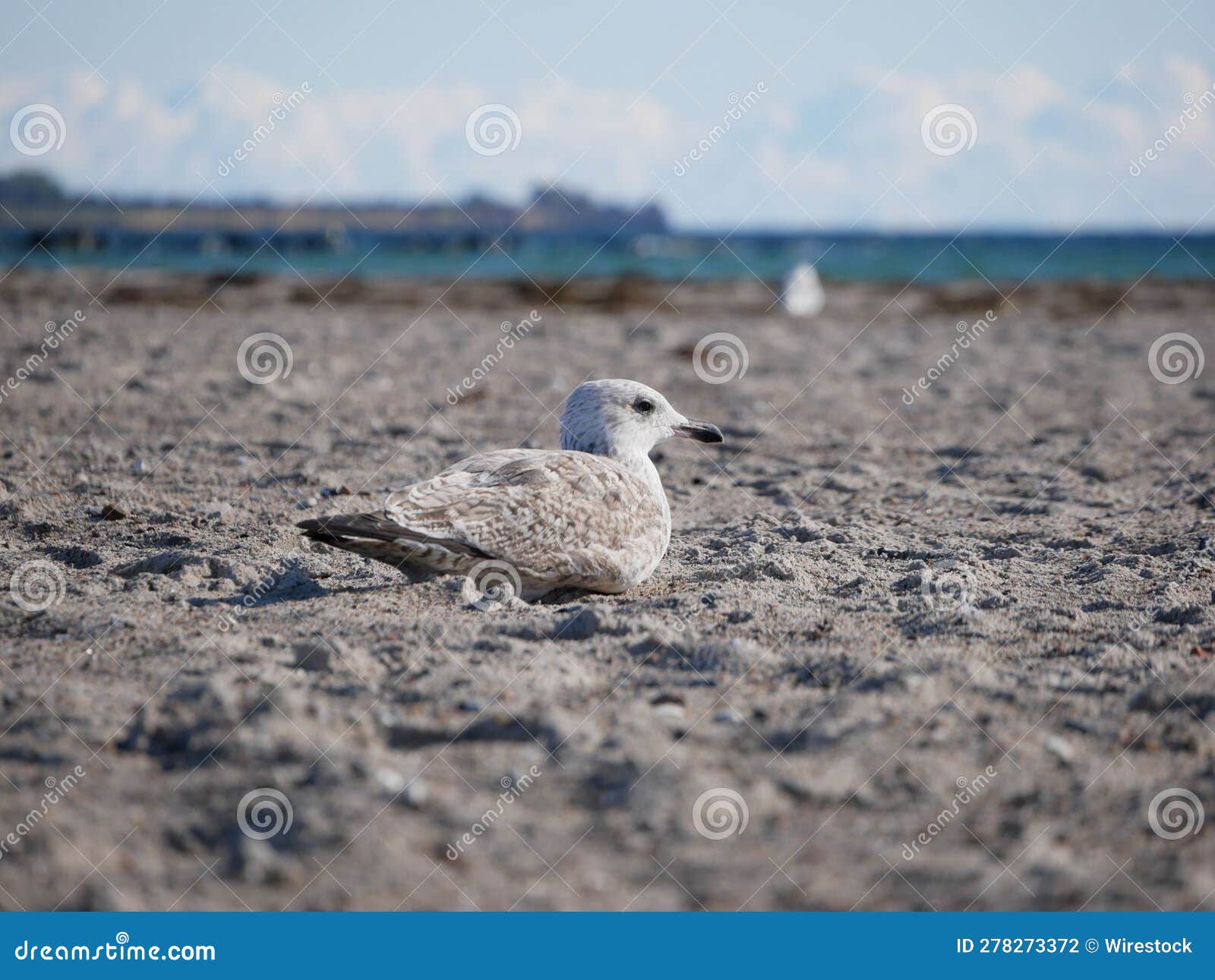 Gull perched on the beach stock photo. Image of seagull - 278273372