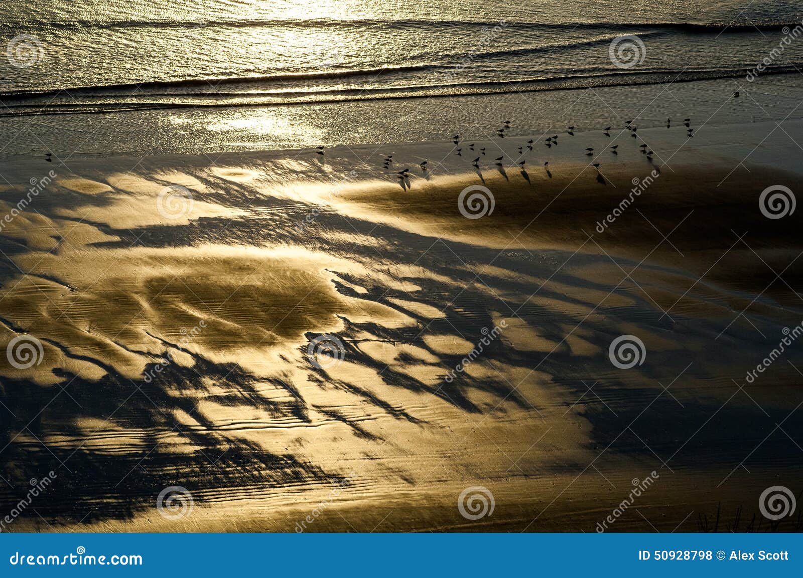 Gull roost at dawn stock photo. Image of roost, gull - 50928798
