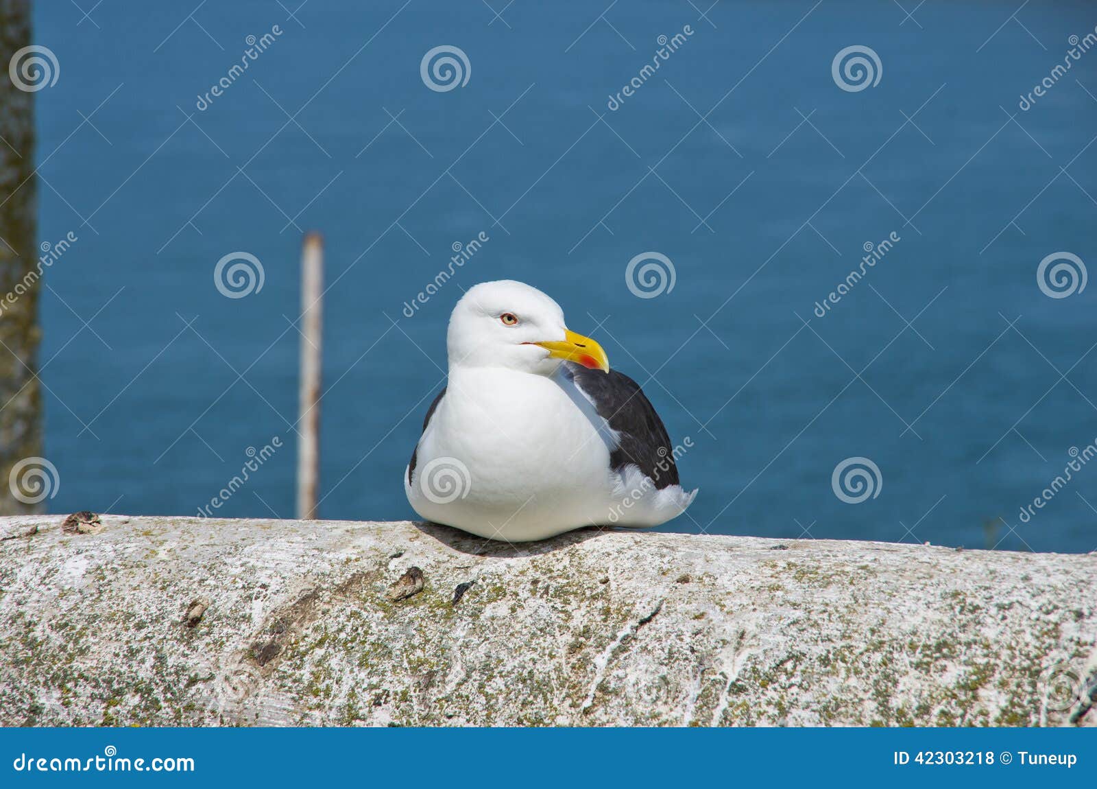 Gull stock photo. Image of look, cliff, roost, seagull - 42303218