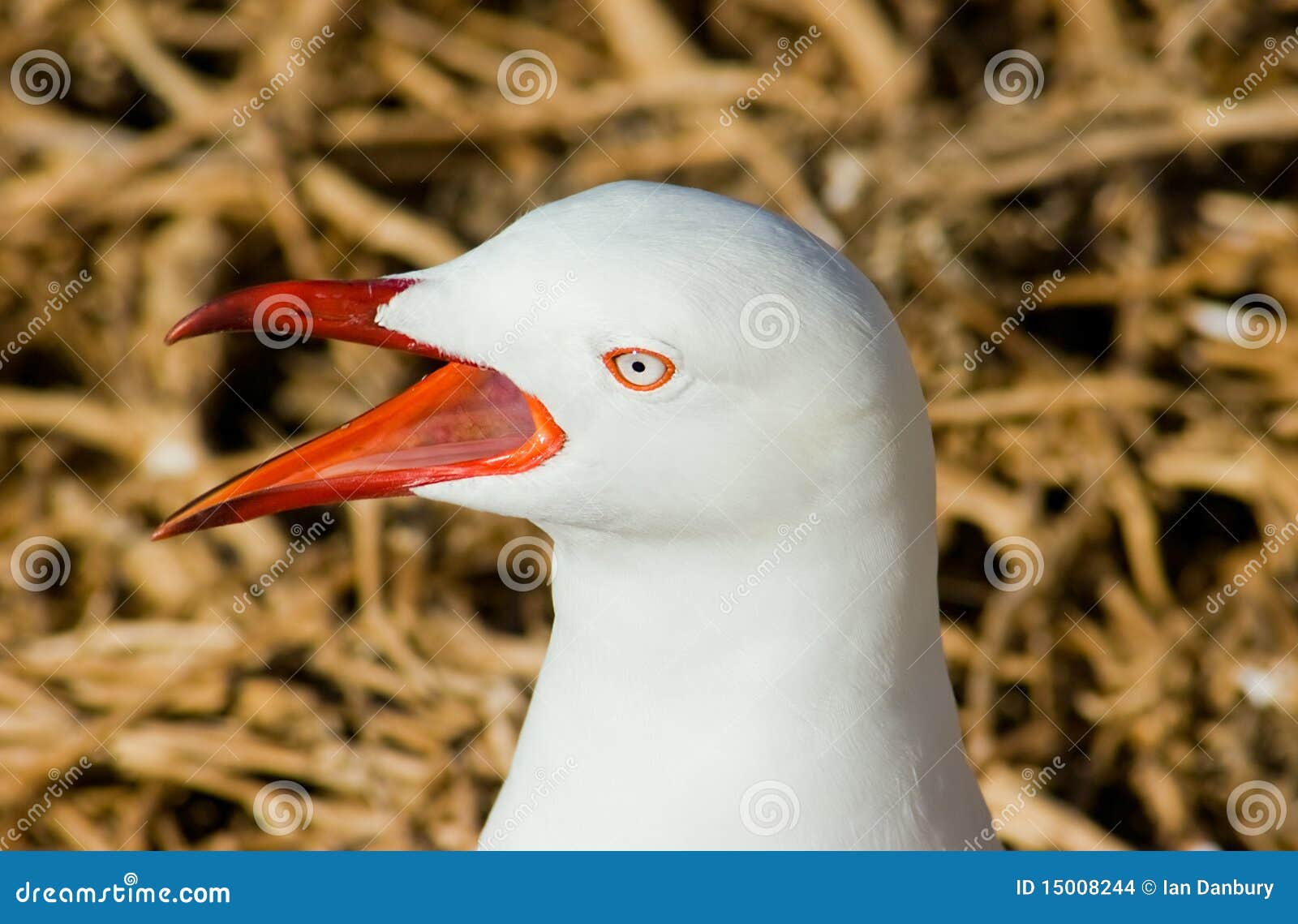 Gull s Head stock photo. Image of beak, bird, seagull - 15008244