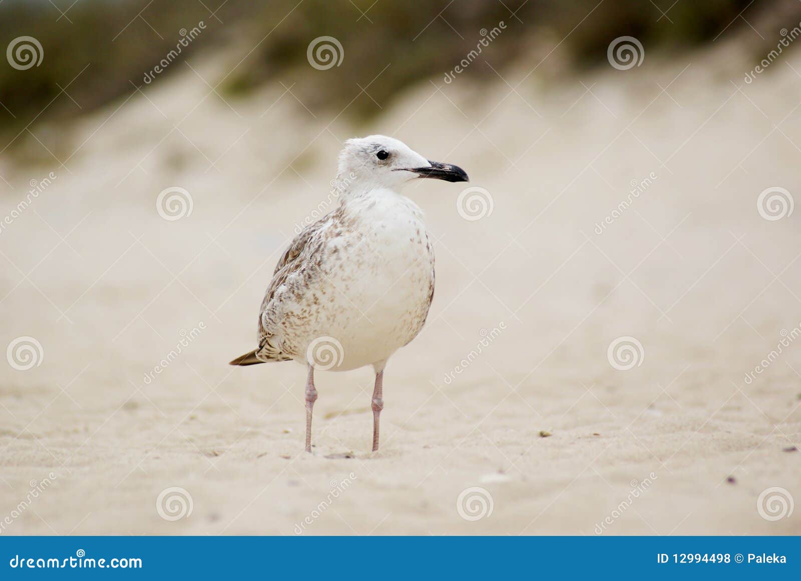 Gull on the sand stock photo. Image of beak, gull, seaside - 12994498