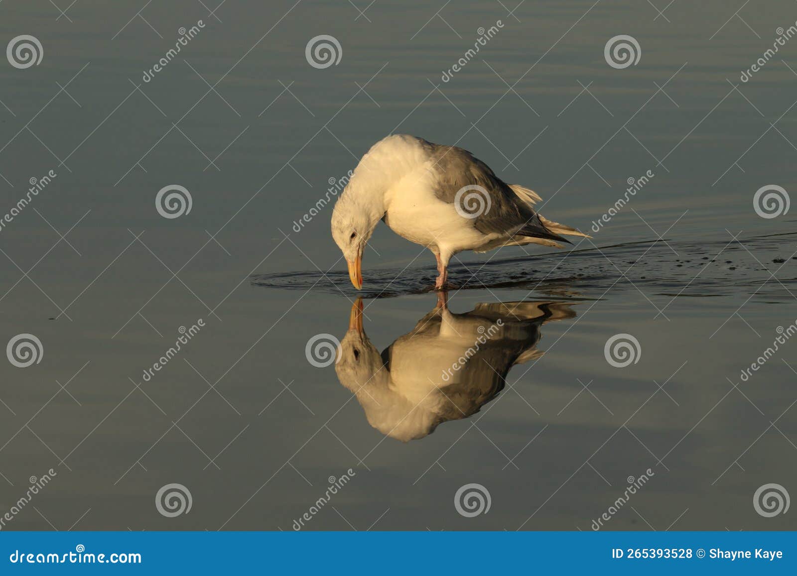 Gull or Seagull Staring at Its Reflection in the Water Stock Photo - Image of space, mirror ...