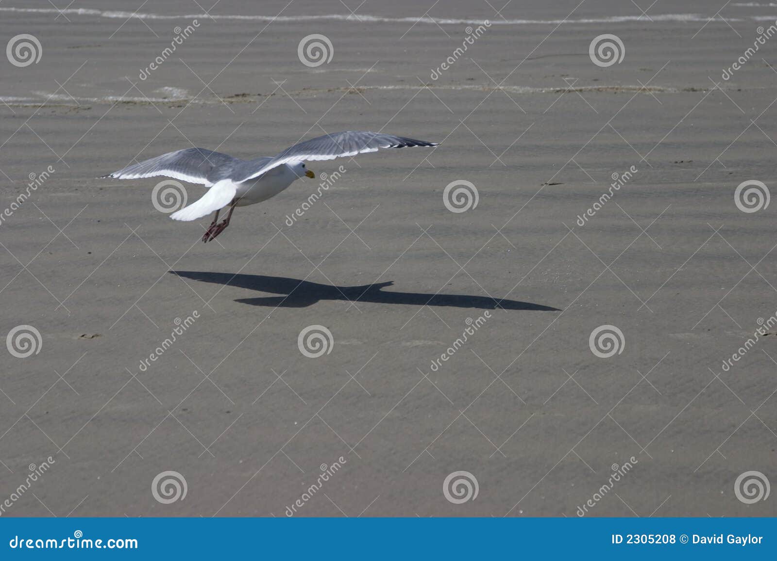 Gull and shadow stock photo. Image of wildlife, gull, shadow - 2305208