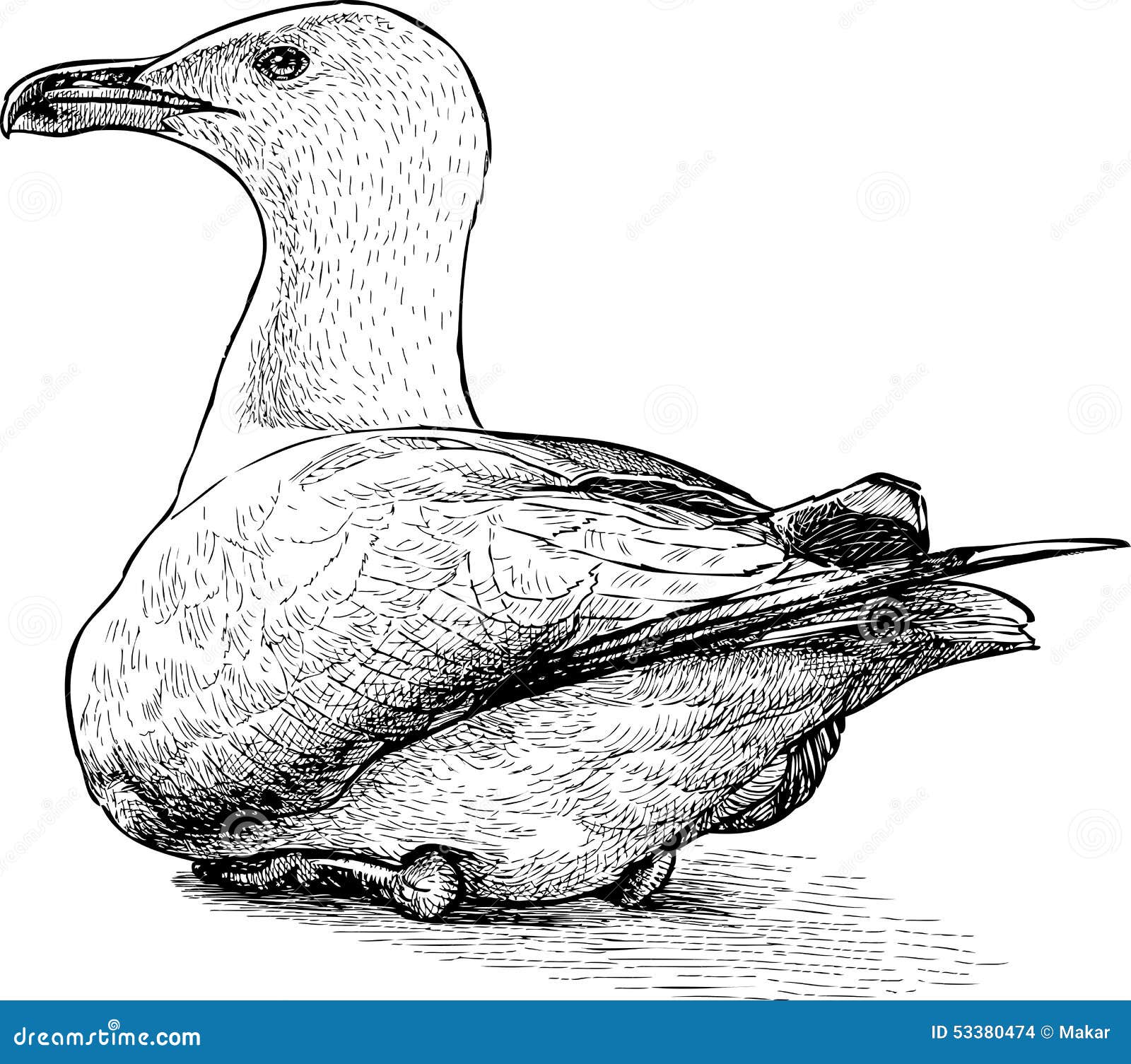 Gull on the shore stock vector. Illustration of waterfowl - 53380474