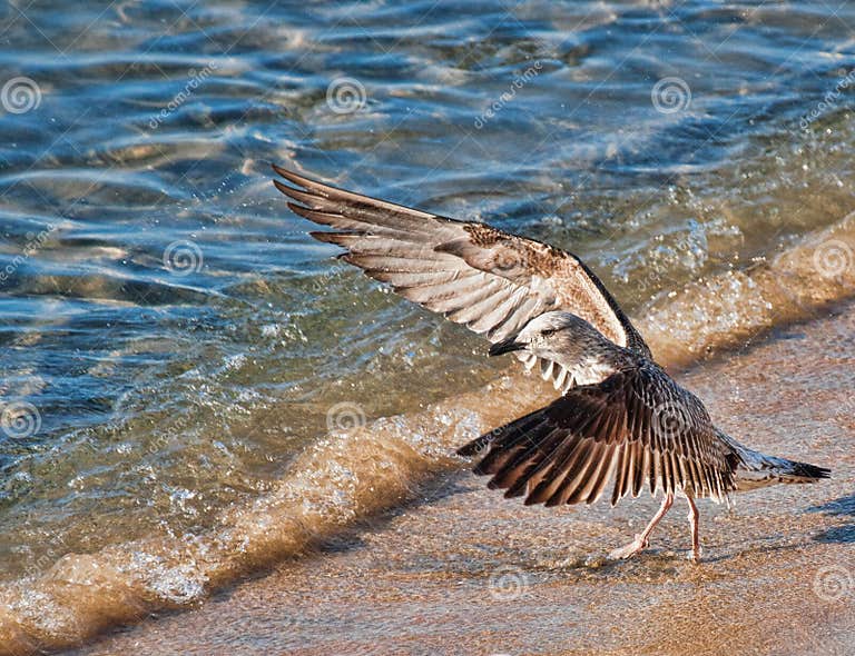 Gull Shouting at the sea stock image. Image of shore - 23200419