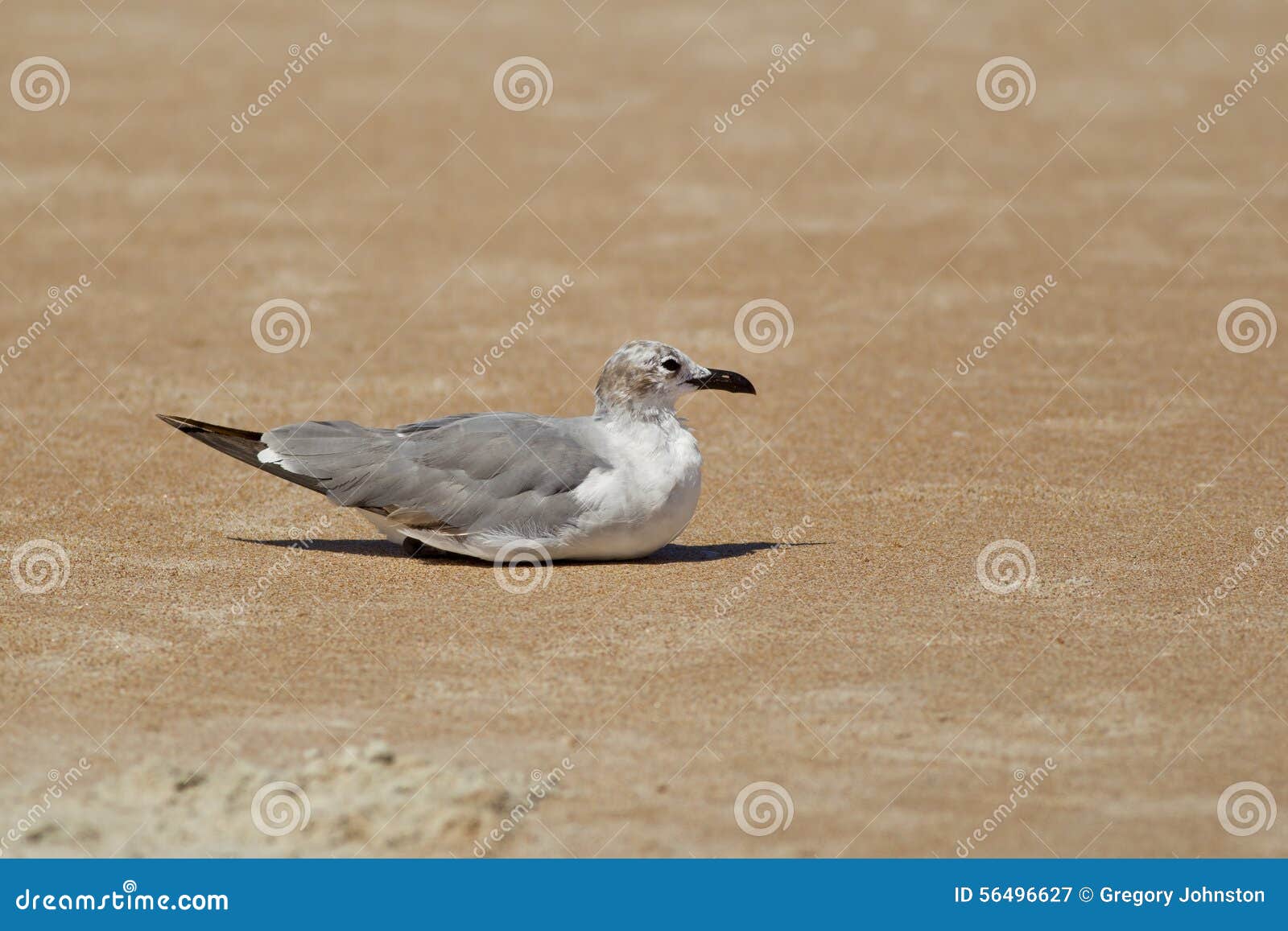 Gull sits in the sand. stock image. Image of coast, feather - 56496627