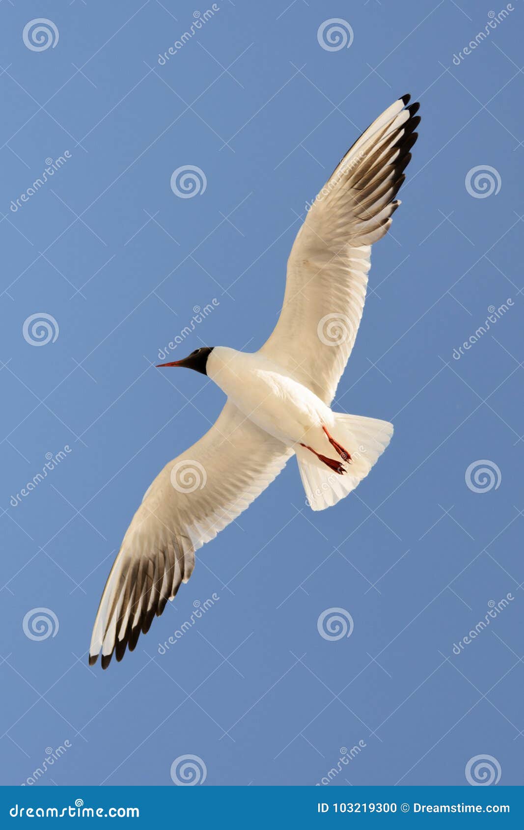 Gull Sky Freedom Flight Blue Bird Forward Diagonal Stock Photo - Image ...