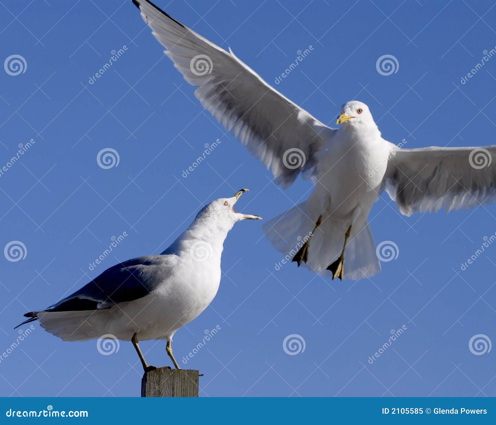 Gull Squawking stock image. Image of complaining, anger - 2105585