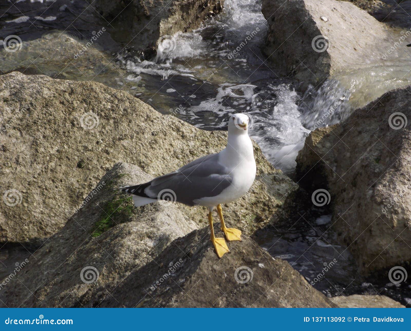 Gull on stone stock photo. Image of stone, gull, nature - 137113092