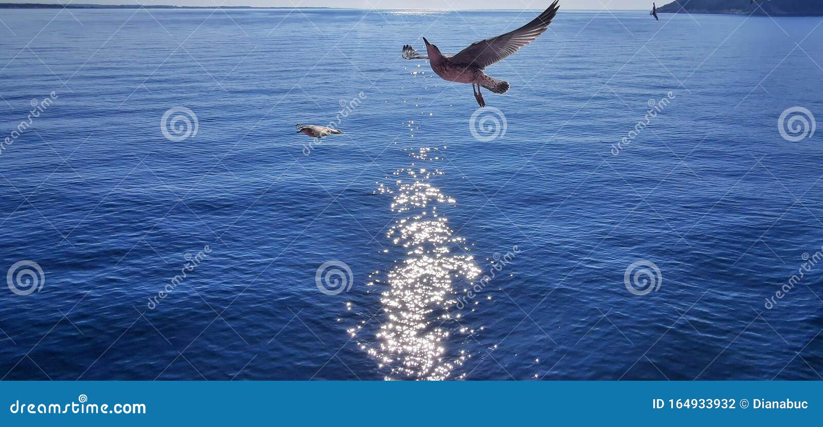 Gull and sun ray stock photo. Image of water, gull, greece - 164933932