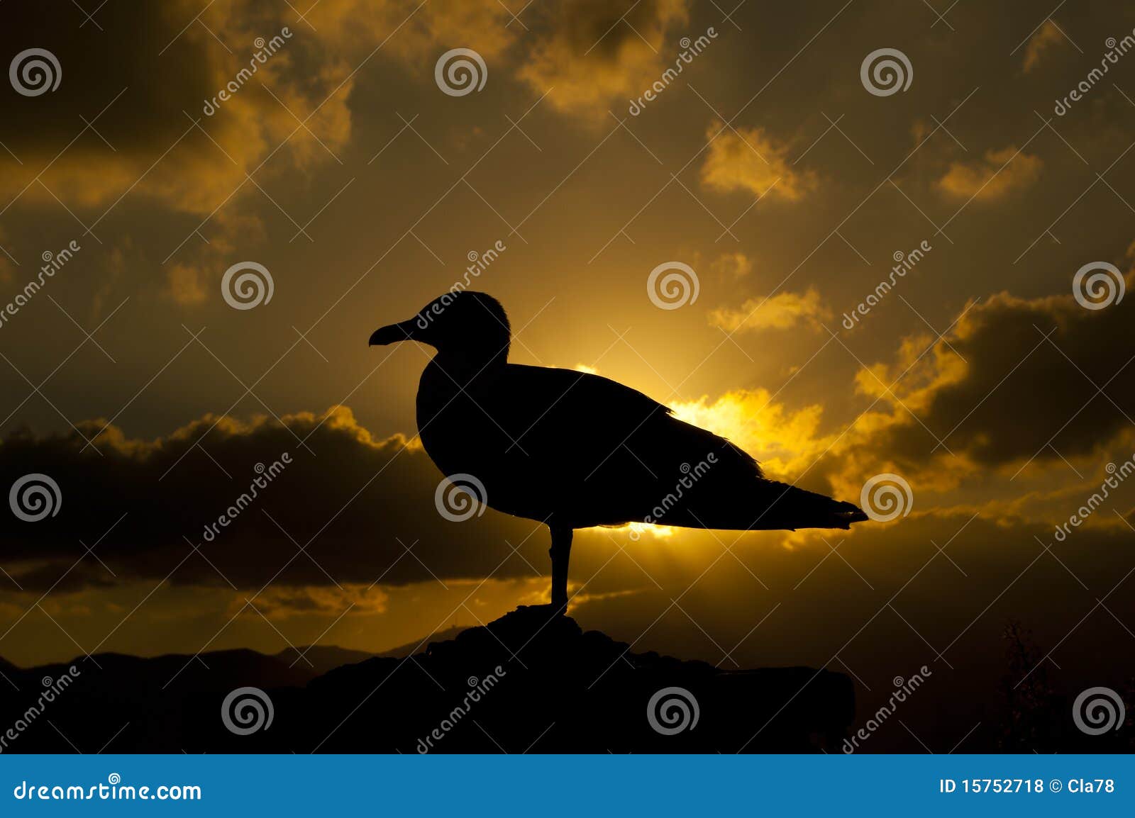 Gull in the sunset stock photo. Image of abstract, nature - 15752718