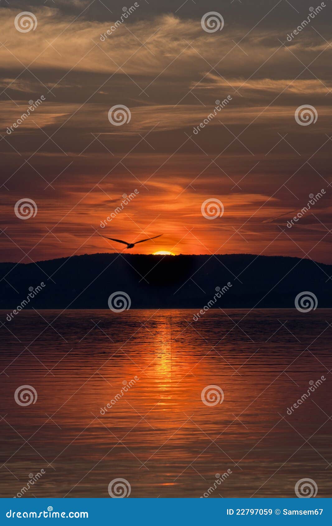 Gull and sunset stock image. Image of flying, outdoors - 22797059