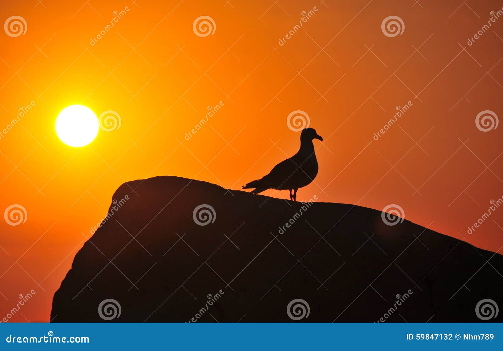 Gull at sunset stock photo. Image of sunset, gull, bird - 59847132