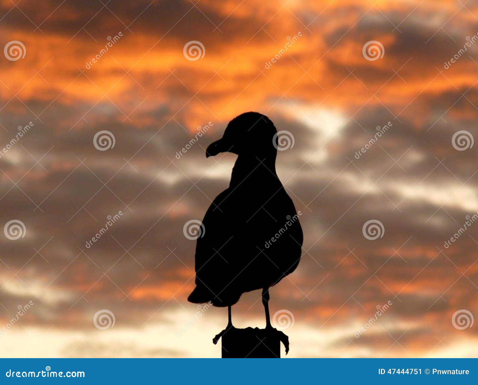 Gull at Sunset stock image. Image of gull, wildlife, bird - 47444751