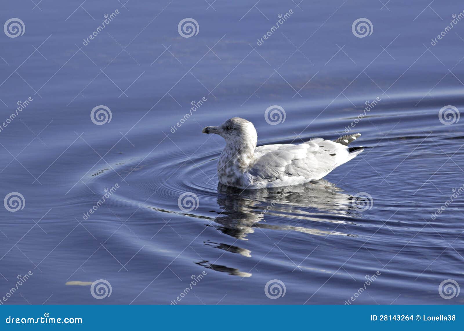 Gull Swimming Calm Waters stock photo. Image of peaceful - 28143264