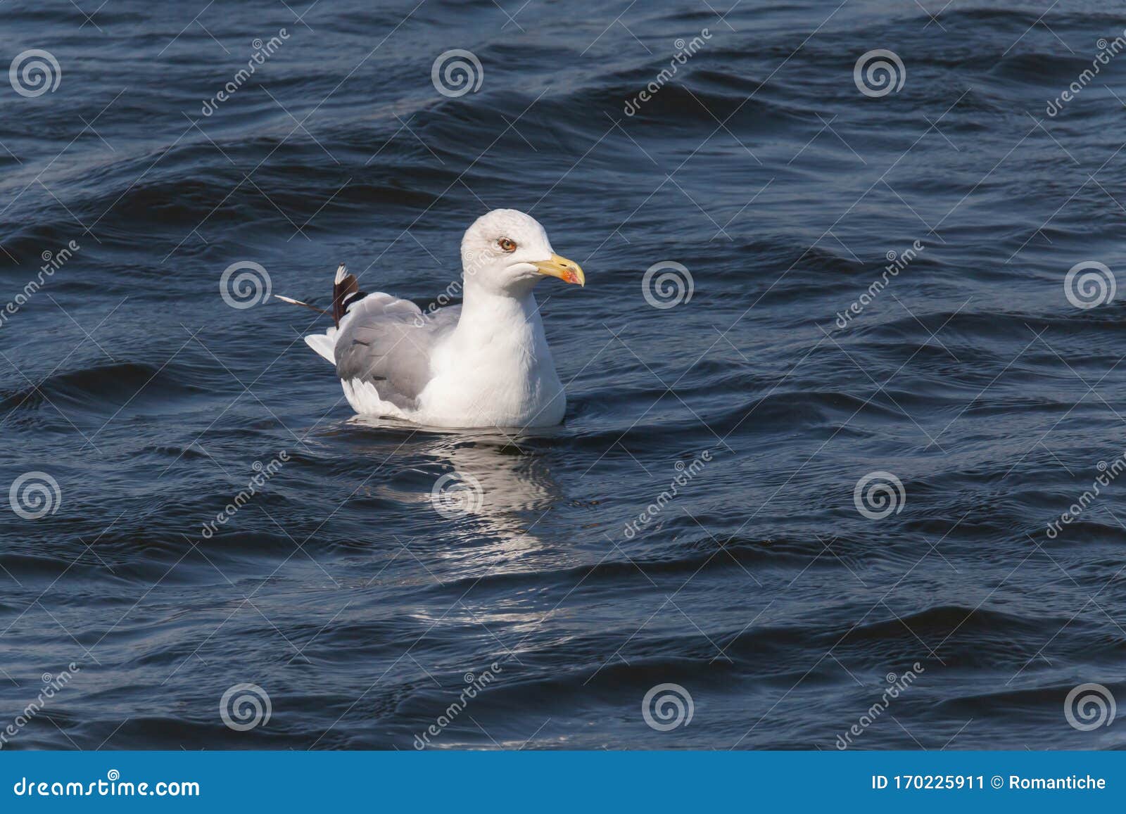 Gull Swimming in a Dark Blue Water Stock Image - Image of blue, wild ...
