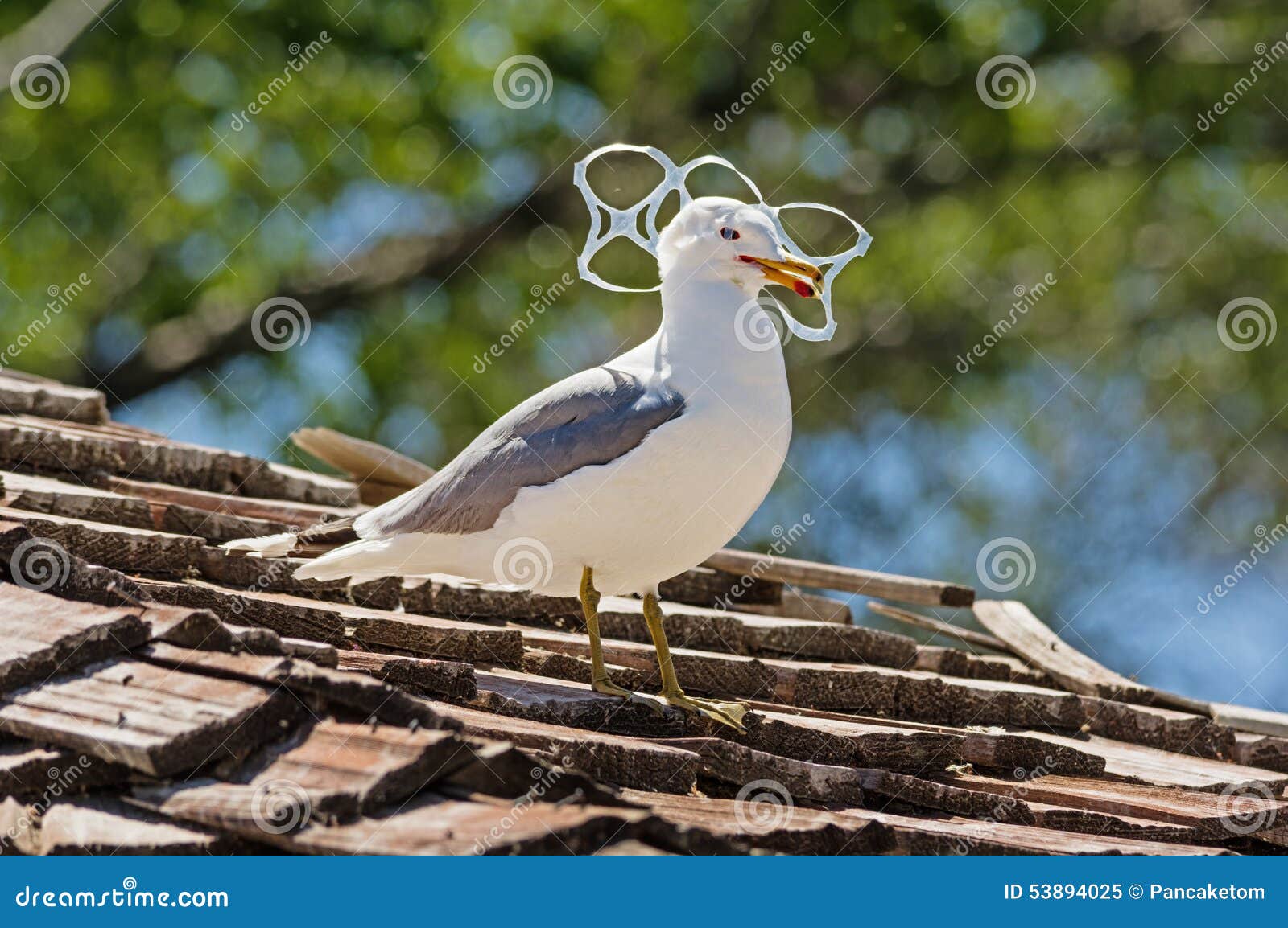 Gull Trapped in Plastic stock image. Image of wildlife - 53894025