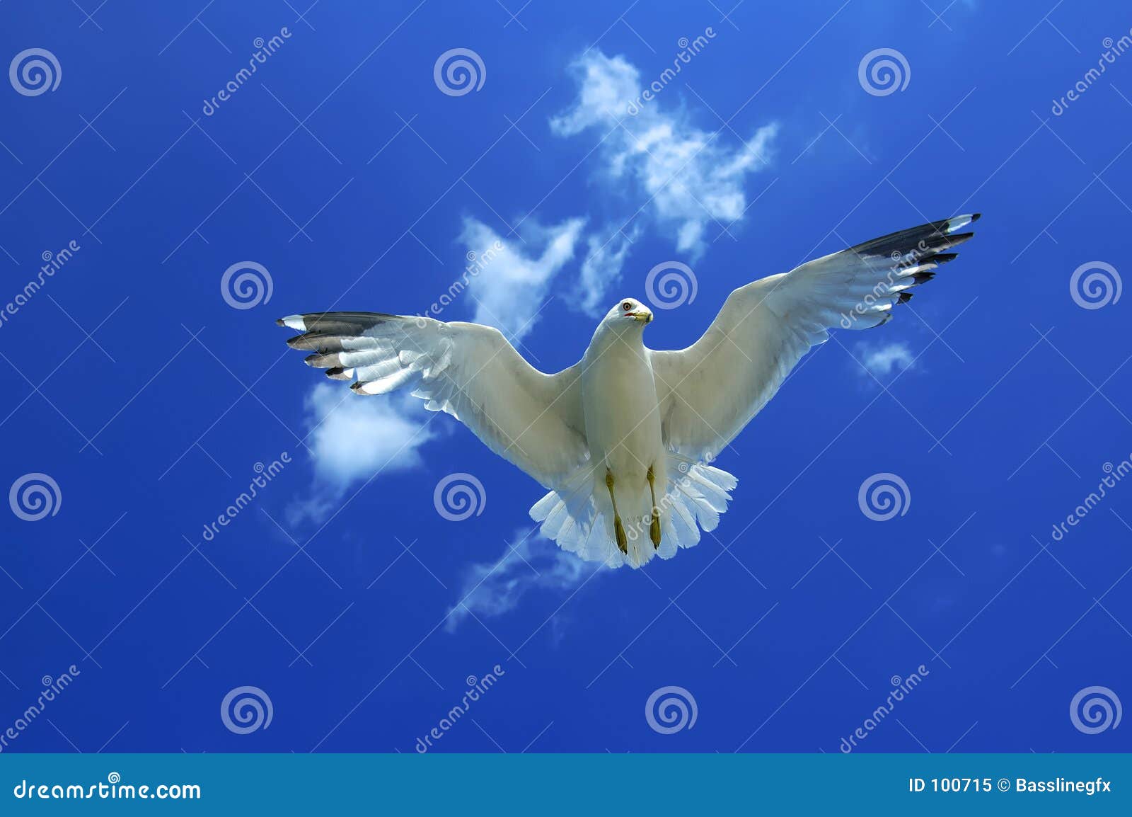 Gull Underneath stock image. Image of gulls, wings, gull - 100715