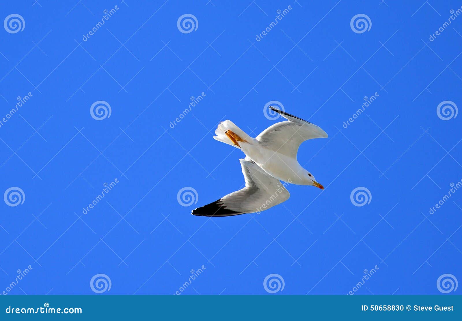 A Gull Winged Sea Bird stock photo. Image of bird, great - 50658830
