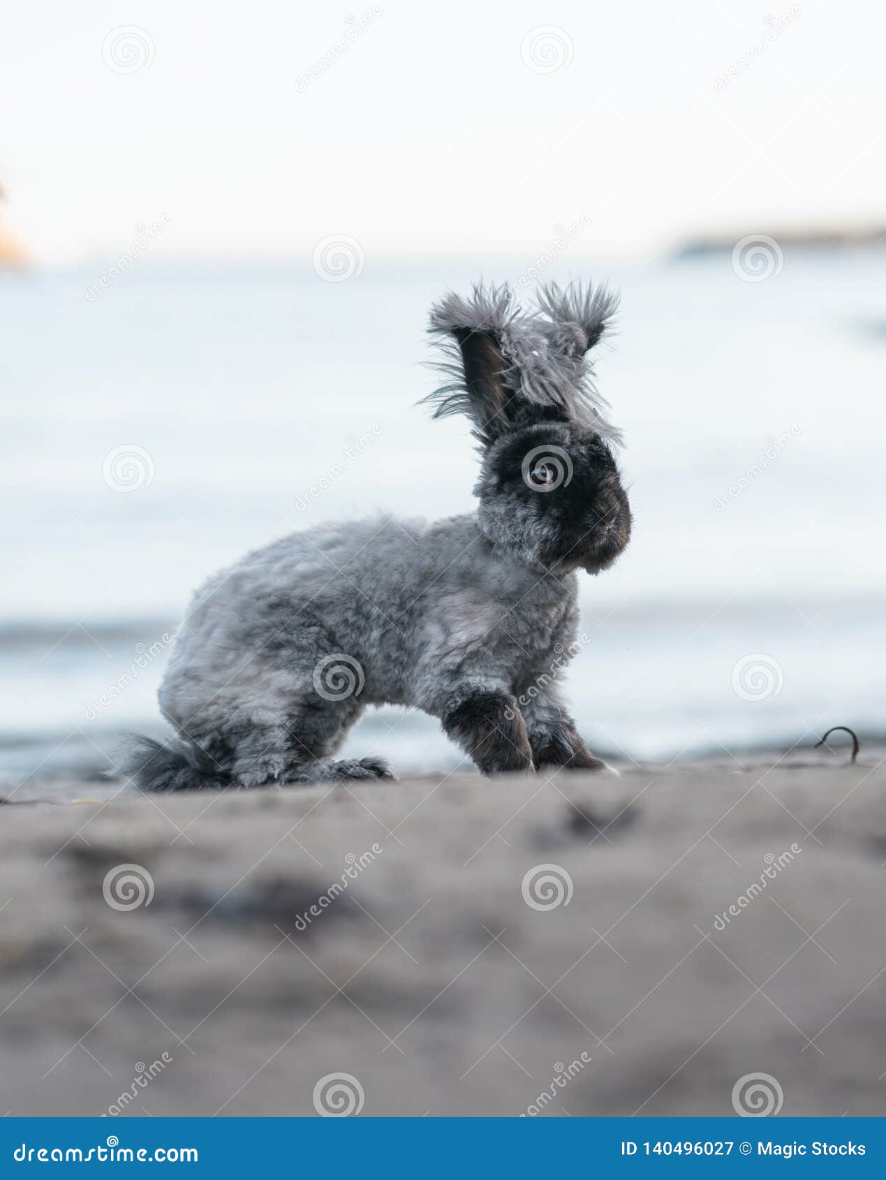 Gullig angora- kanin fotografering för bildbyråer. Bild av sötare ...
