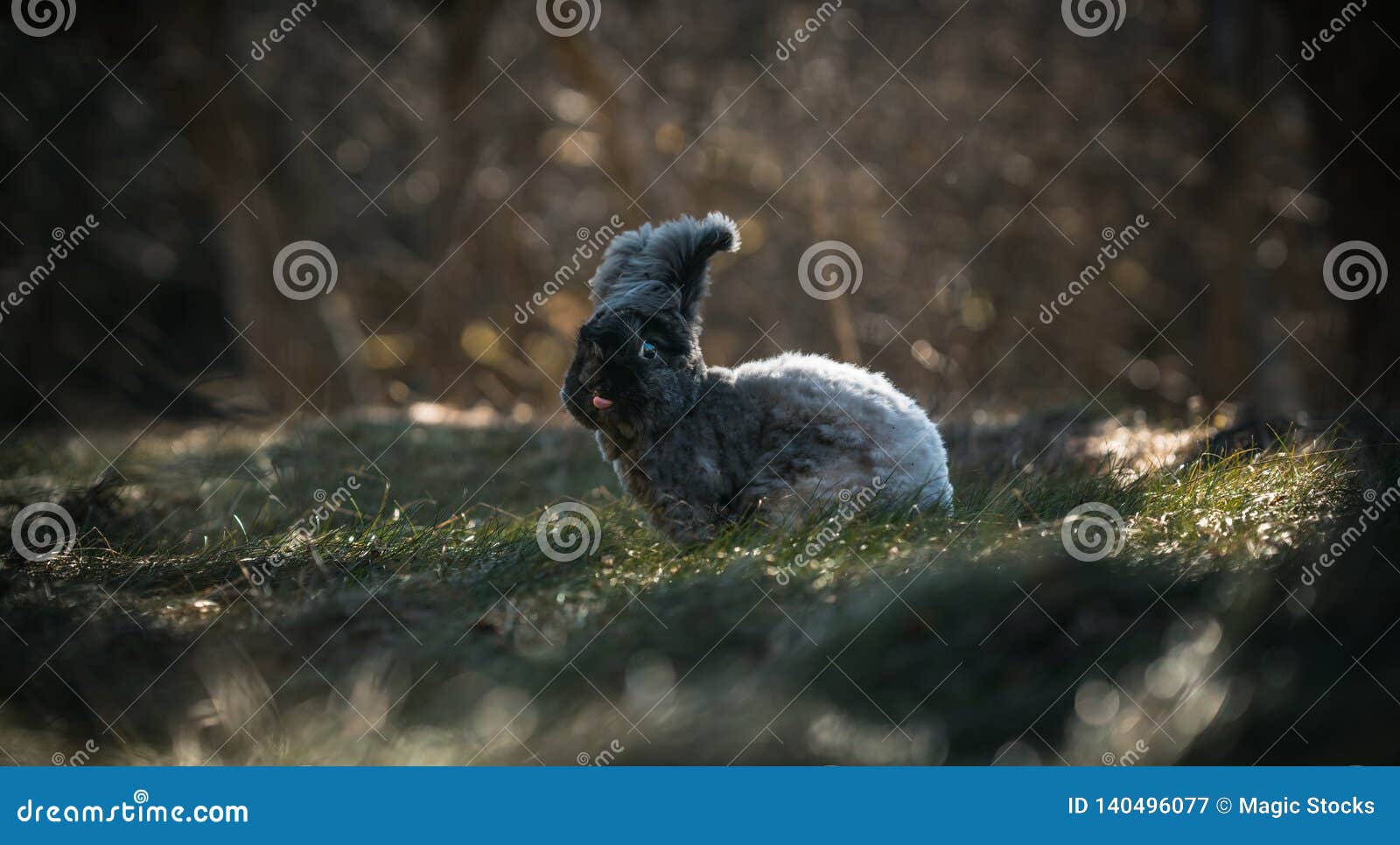 Gullig angora- kanin fotografering för bildbyråer. Bild av däggdjur ...