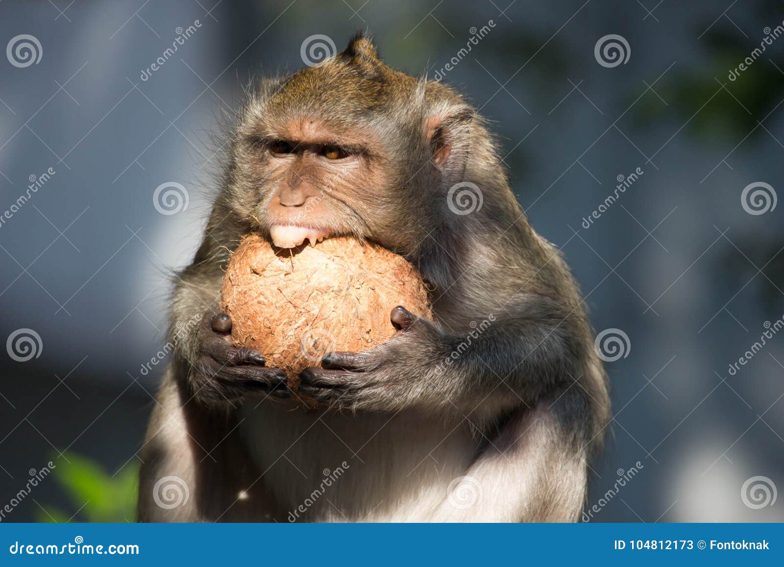 Gullig apa fotografering för bildbyråer. Bild av organism - 104812173