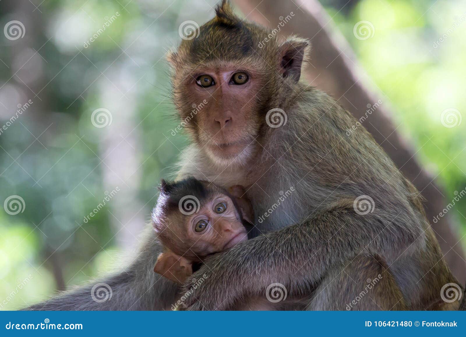 Gullig apa arkivfoto. Bild av naturligt, roligt, gulligt - 106421480