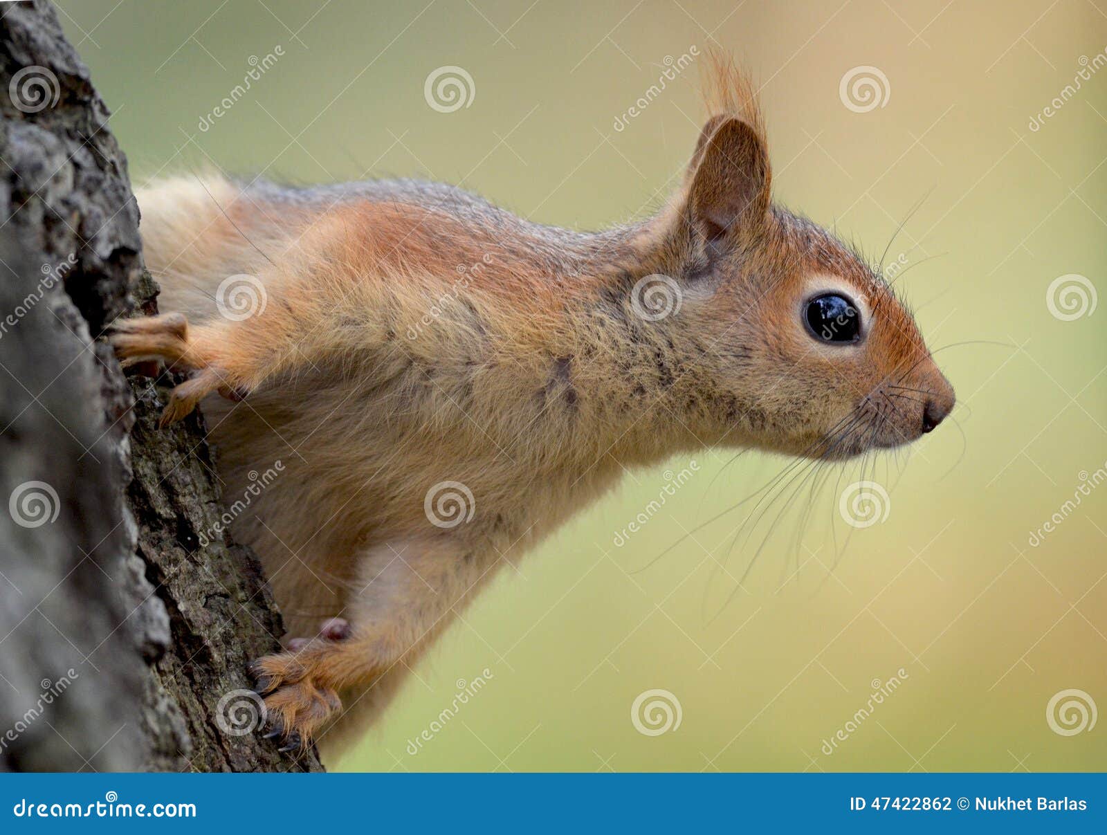 Gullig Caucasian Ekorre I Profil Arkivfoto - Bild av ekorre, profil ...