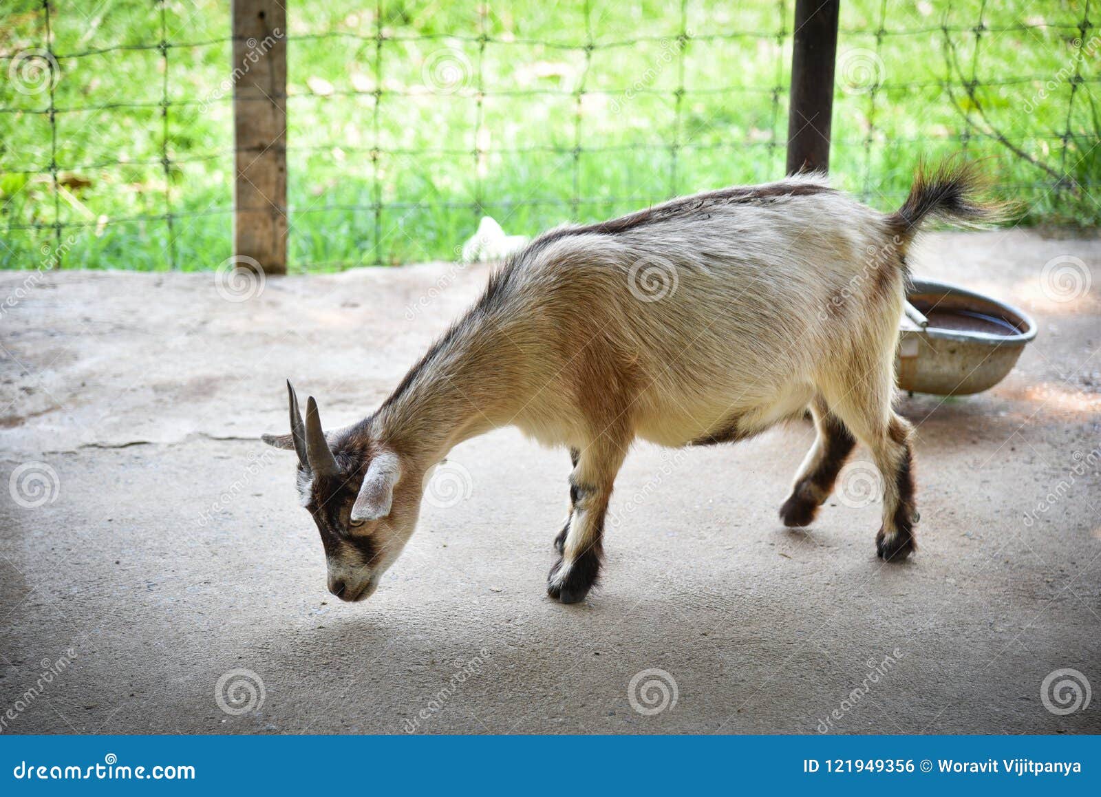 Gullig djur get arkivfoto. Bild av stänga, svart, flaska - 121949356