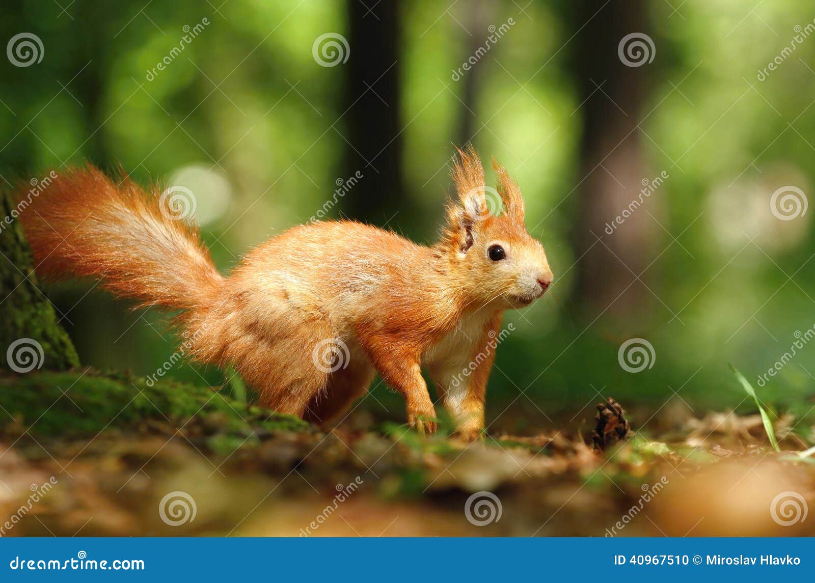 Gullig ekorre arkivfoto. Bild av gnagare, sött, naturligt - 40967510