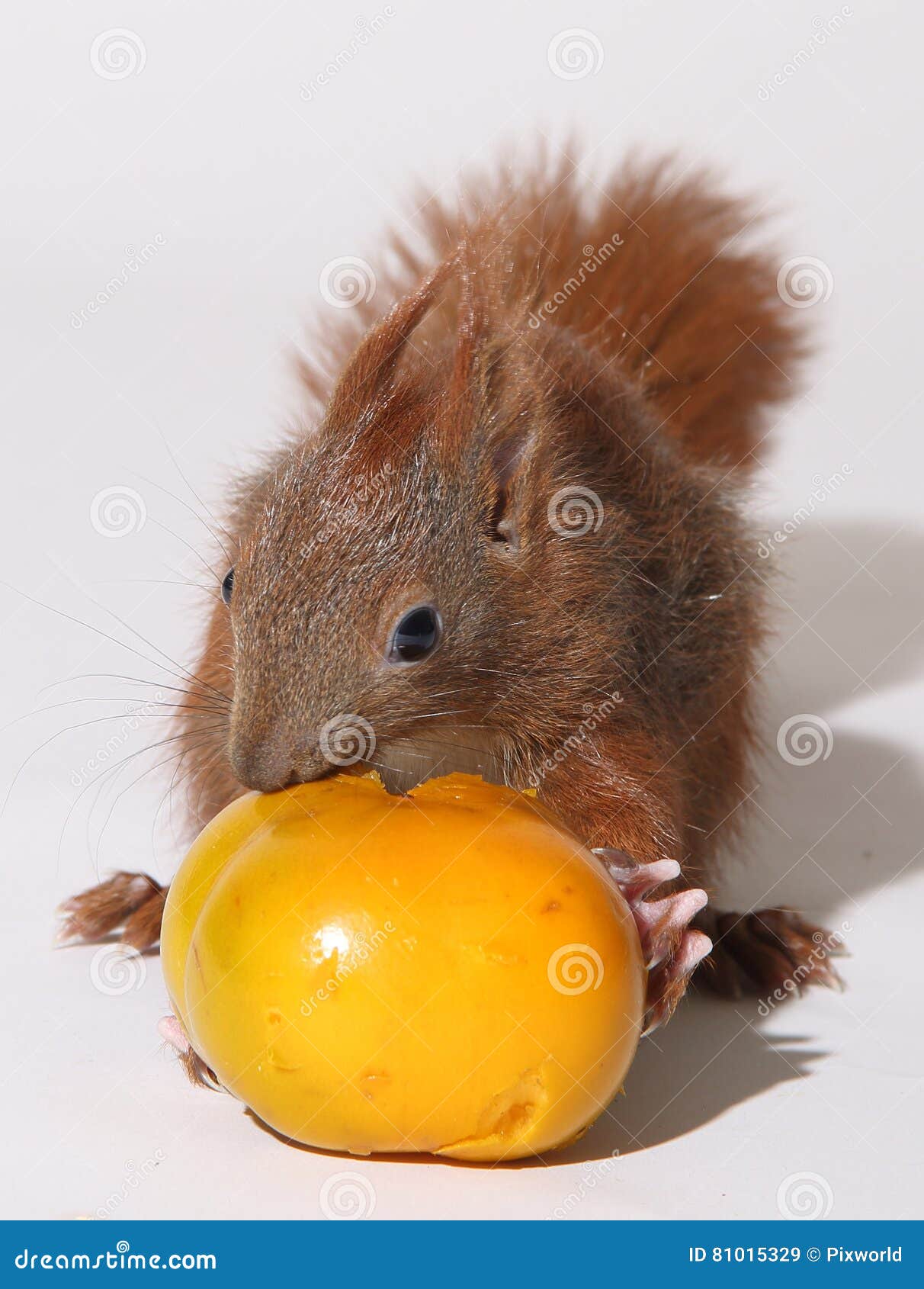 Gullig ekorre fotografering för bildbyråer. Bild av trött - 81015329