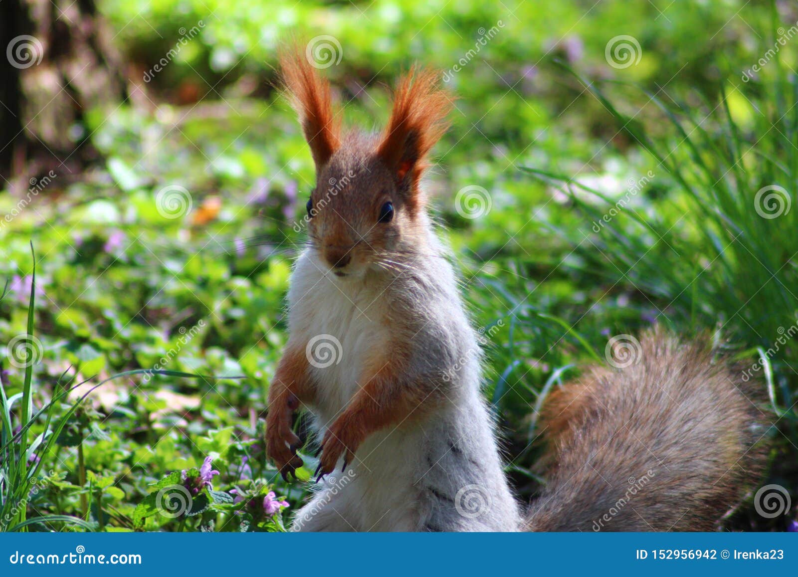 Gullig ekorre arkivfoto. Bild av ekorre, härlig, grön - 152956942