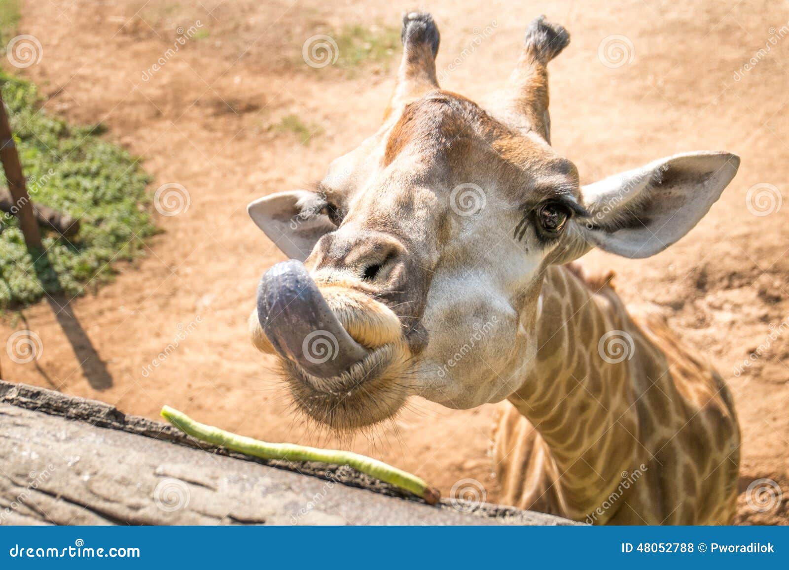 Gullig giraff arkivfoto. Bild av stänga, skjutit, natur - 48052788