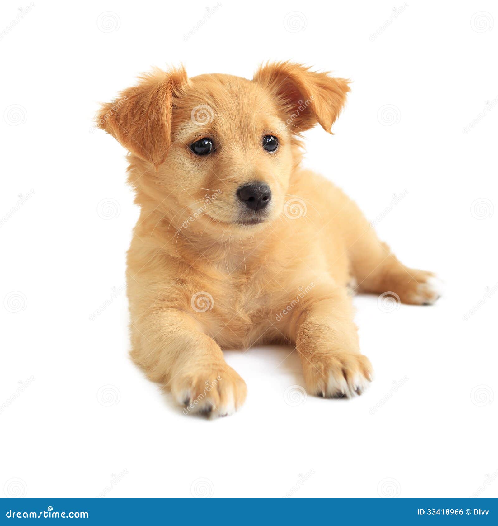 Gullig Golden Retrieverblandad-avel Valp Arkivfoto - Bild av läggande ...