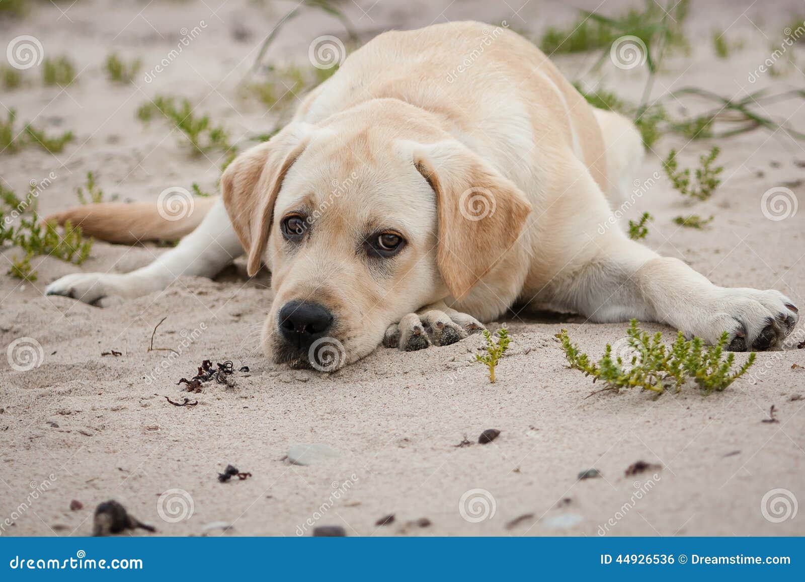 Gullig gul labrador valp arkivfoto. Bild av samarbeta - 44926536