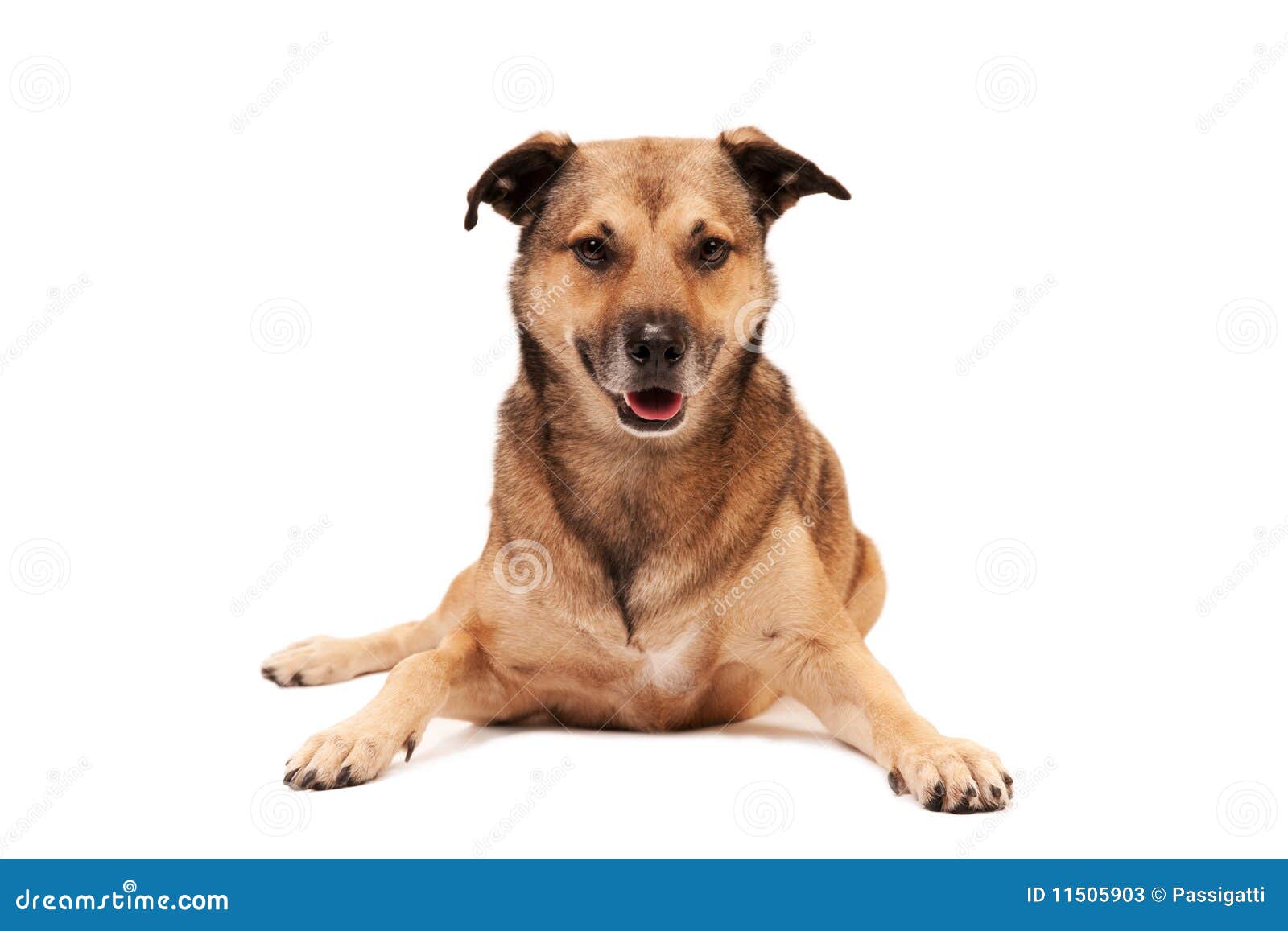 Gullig hund fotografering för bildbyråer. Bild av medf8ort - 11505903