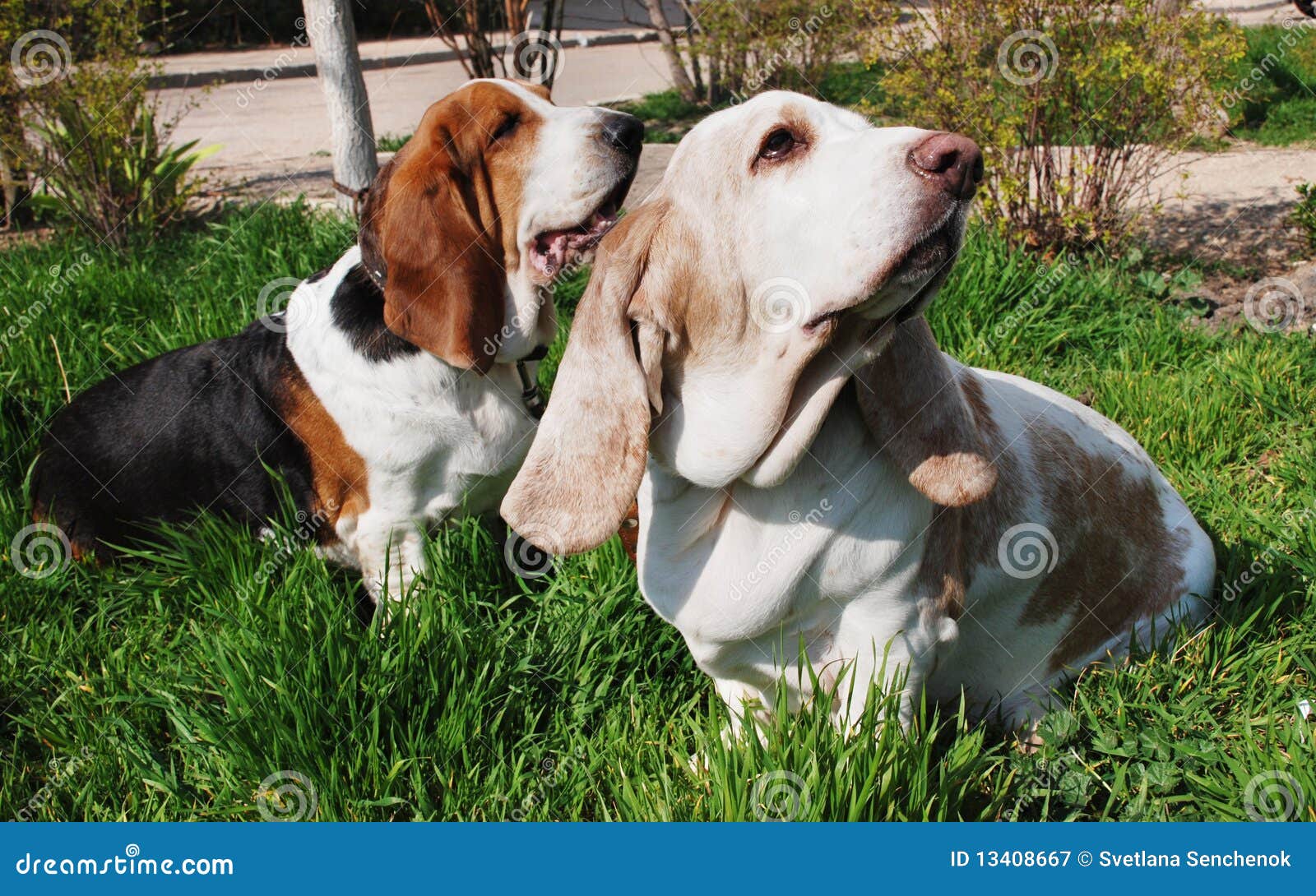 Gullig hund fotografering för bildbyråer. Bild av byracka - 13408667