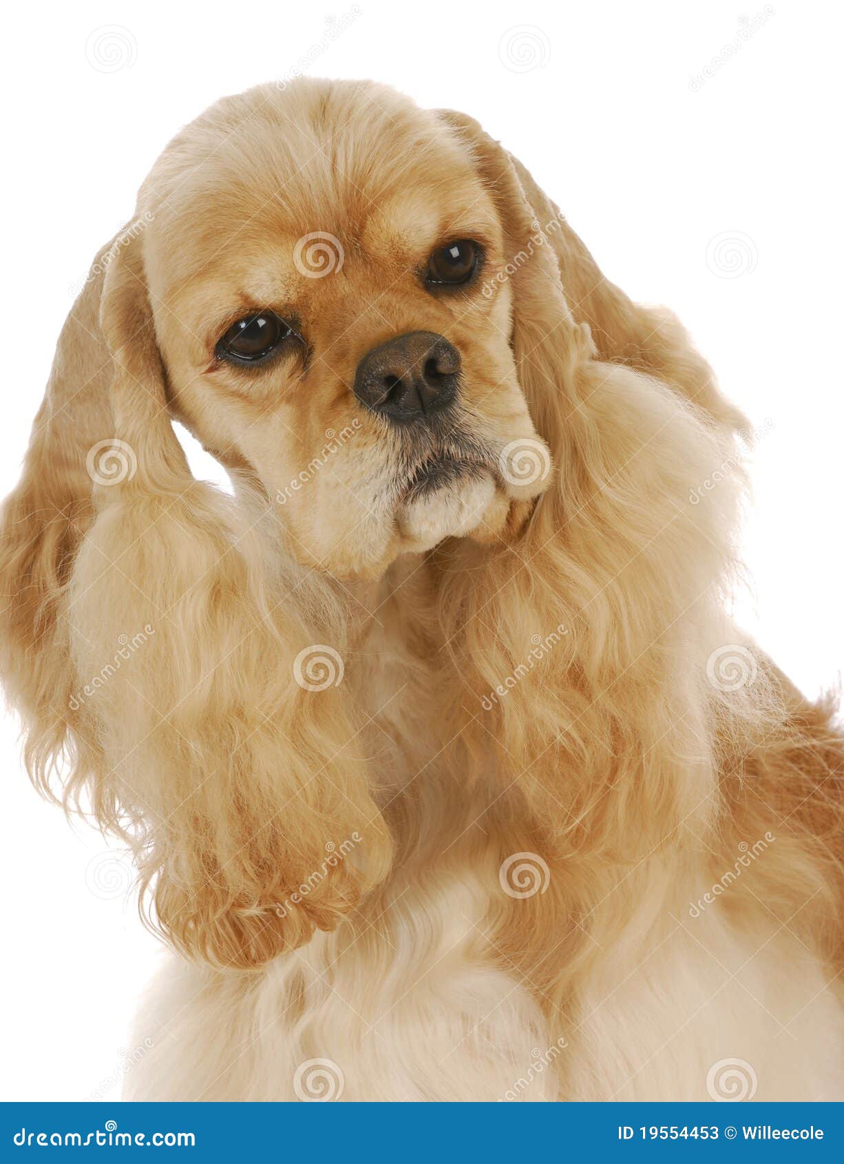 Gullig hund fotografering för bildbyråer. Bild av gyckel - 19554453