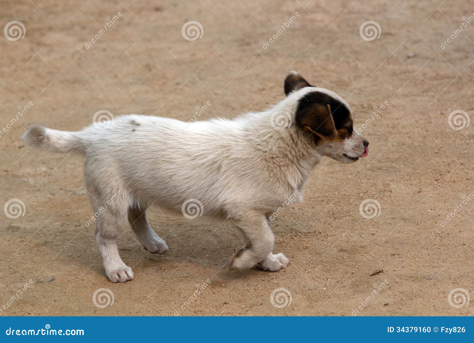 Gullig hund arkivfoto. Bild av förtjusande, gulligt, husdjur - 34379160