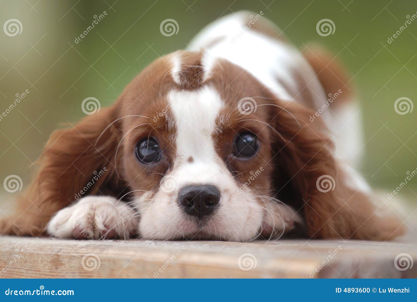 Gullig hund arkivfoto. Bild av roligt, vänskapsmatch, förtjusande - 4893600