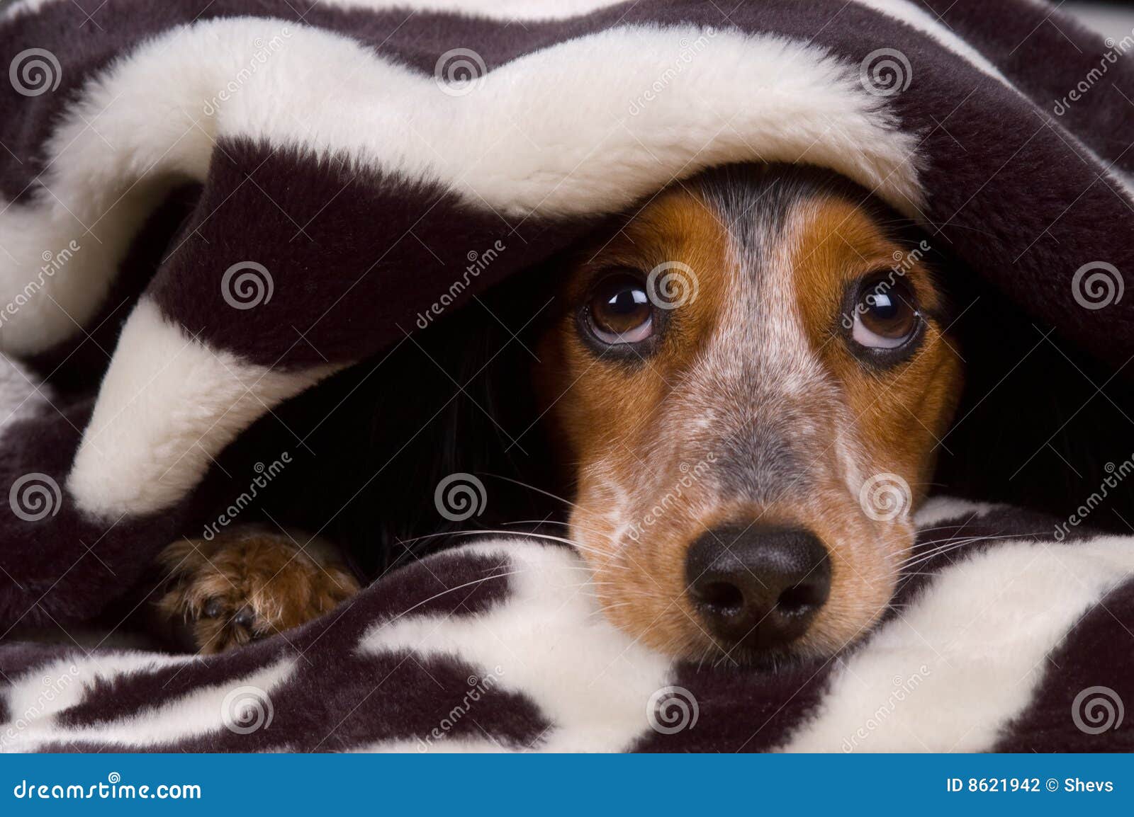 Gullig hund arkivfoto. Bild av husdjur, hörntand, skör - 8621942