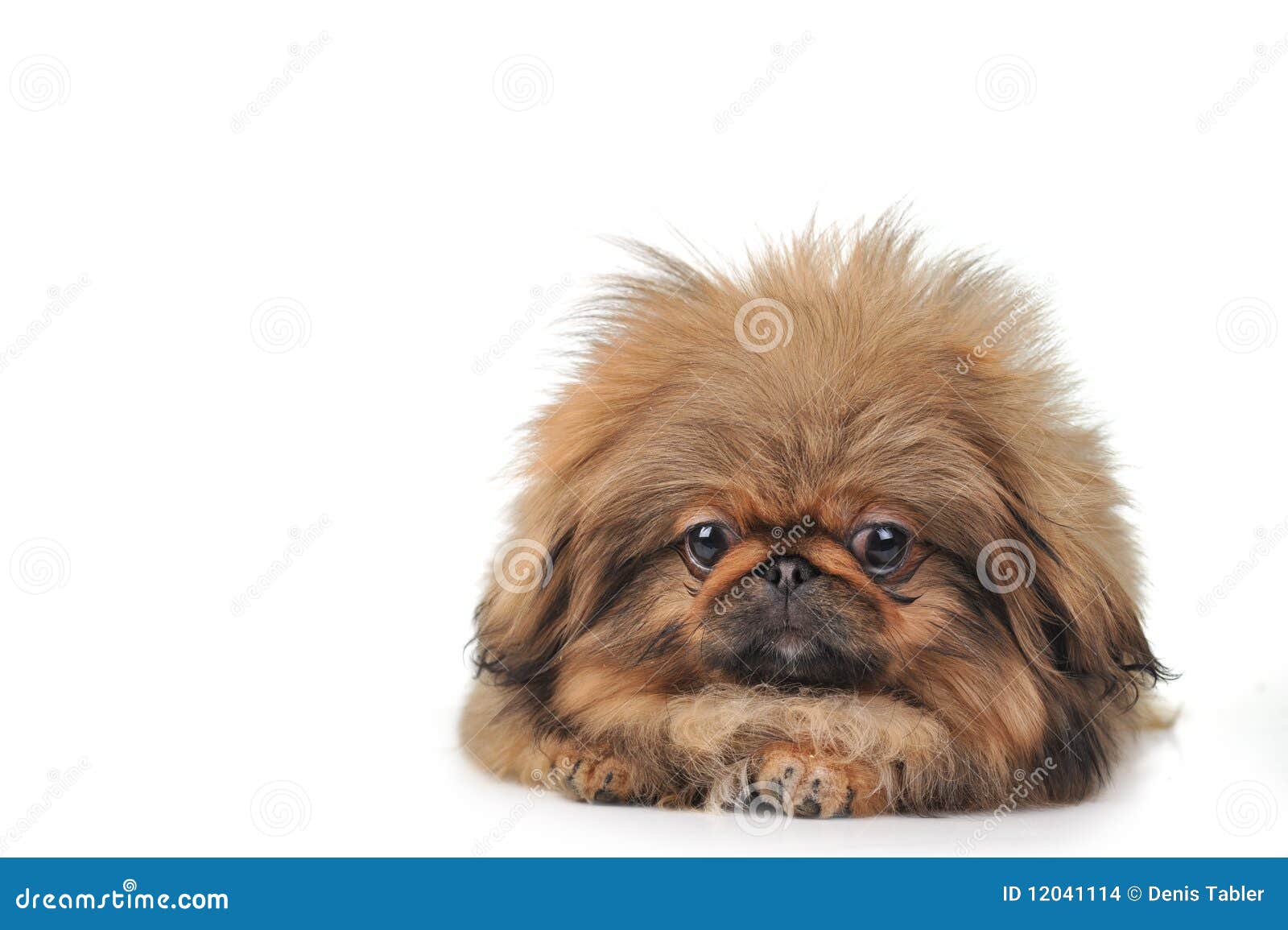 Gullig hund isolerad white arkivfoto. Bild av gröngöling - 12041114