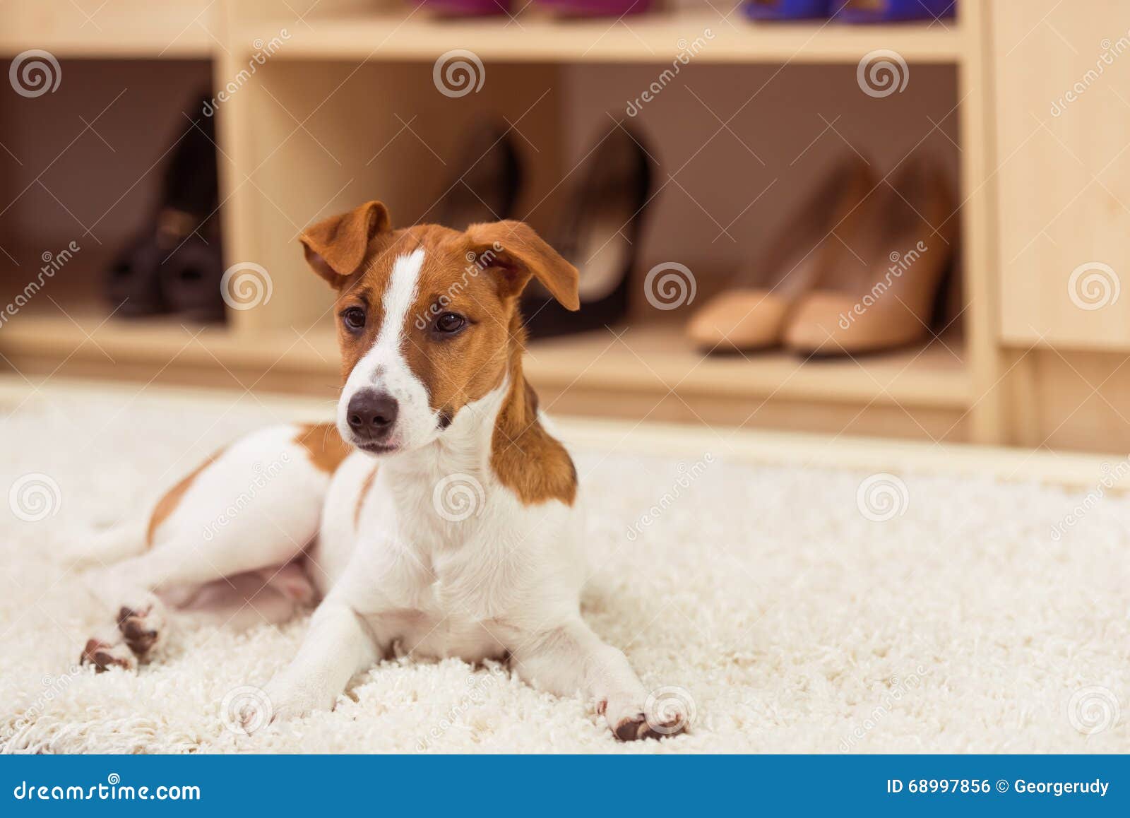 Gullig hund little arkivfoto. Bild av vän, däggdjur, ligga - 68997856