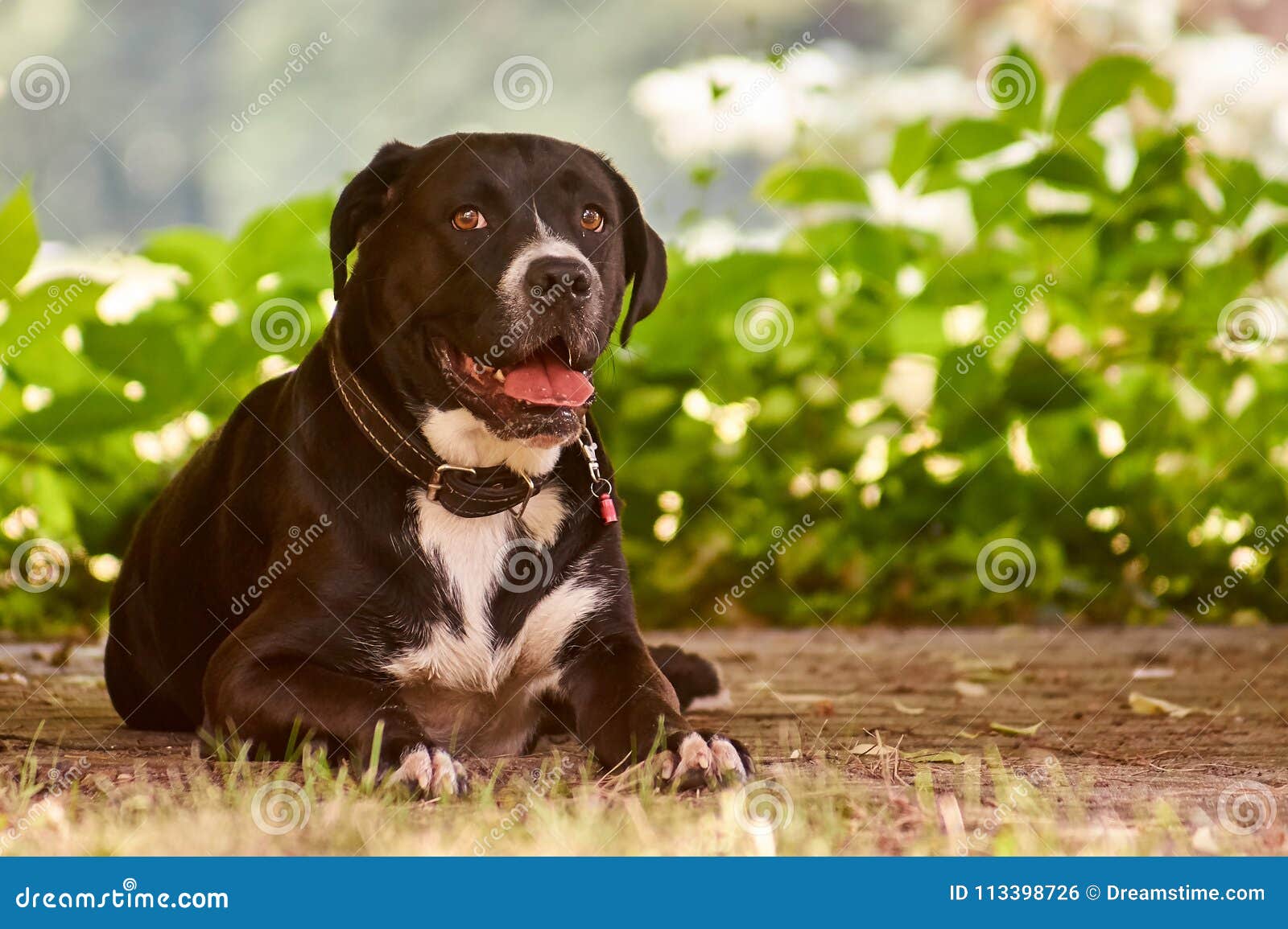 Gullig hund som ner ligger arkivfoto. Bild av europa - 113398726