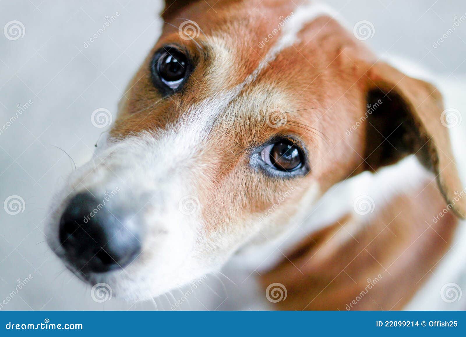 Gullig hund som ser upp arkivfoto. Bild av ögon, gulligt - 22099214