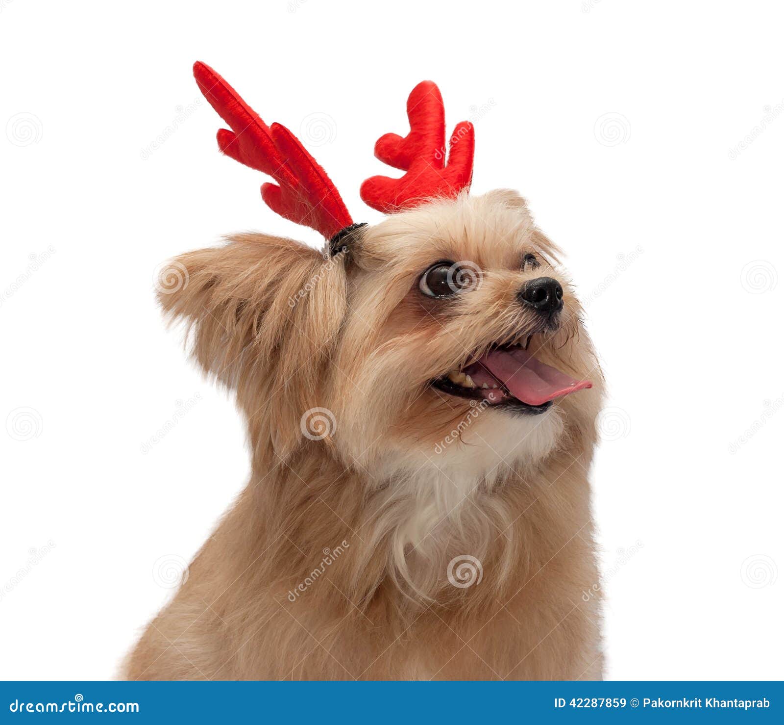 Gullig hund som ser upp fotografering för bildbyråer. Bild av ferie ...